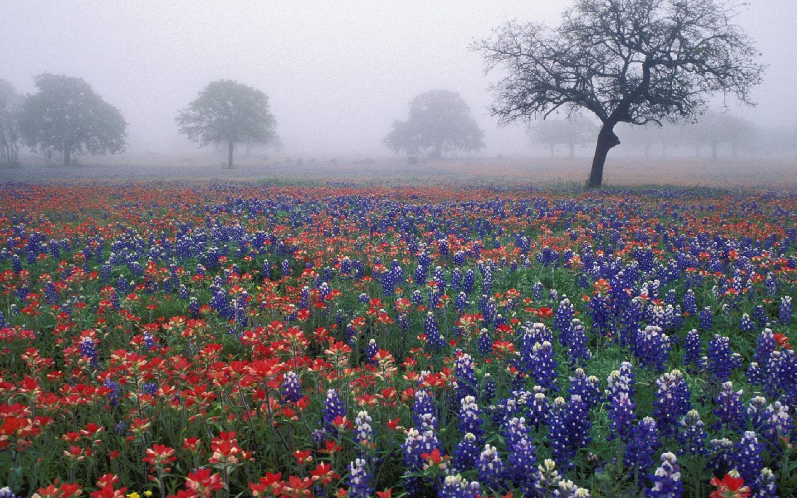 Field of Wildflowers Wallpapers - Top Free Field of Wildflowers ...
