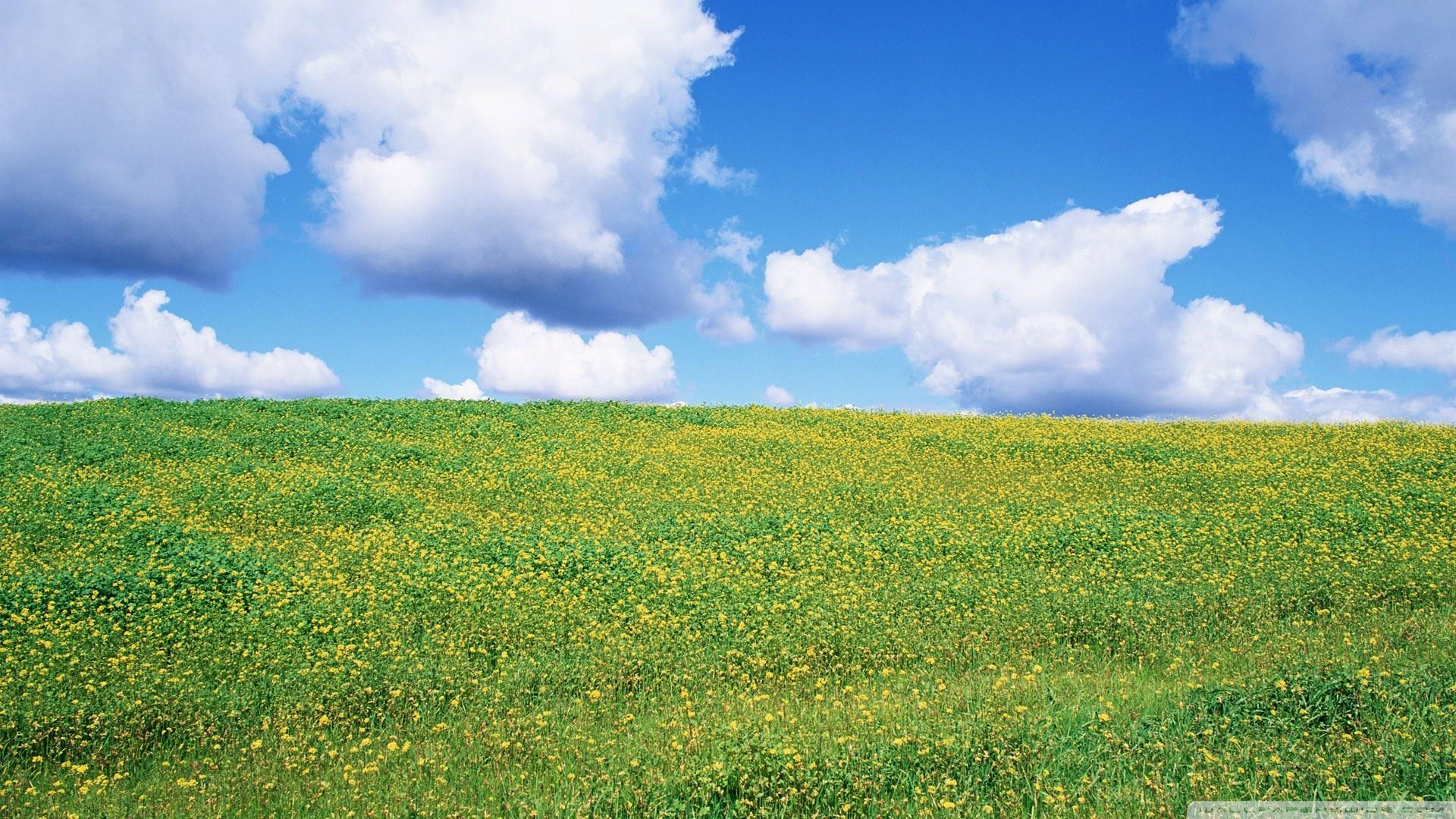 Field of Wildflowers Wallpapers - Top Free Field of Wildflowers ...