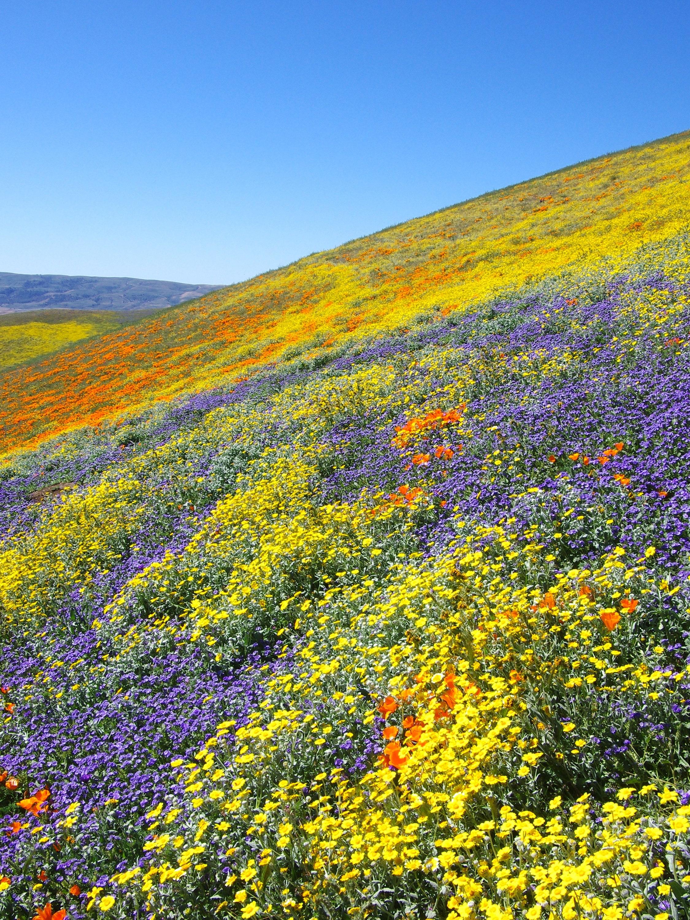 Field of Wildflowers Wallpapers - Top Free Field of Wildflowers ...