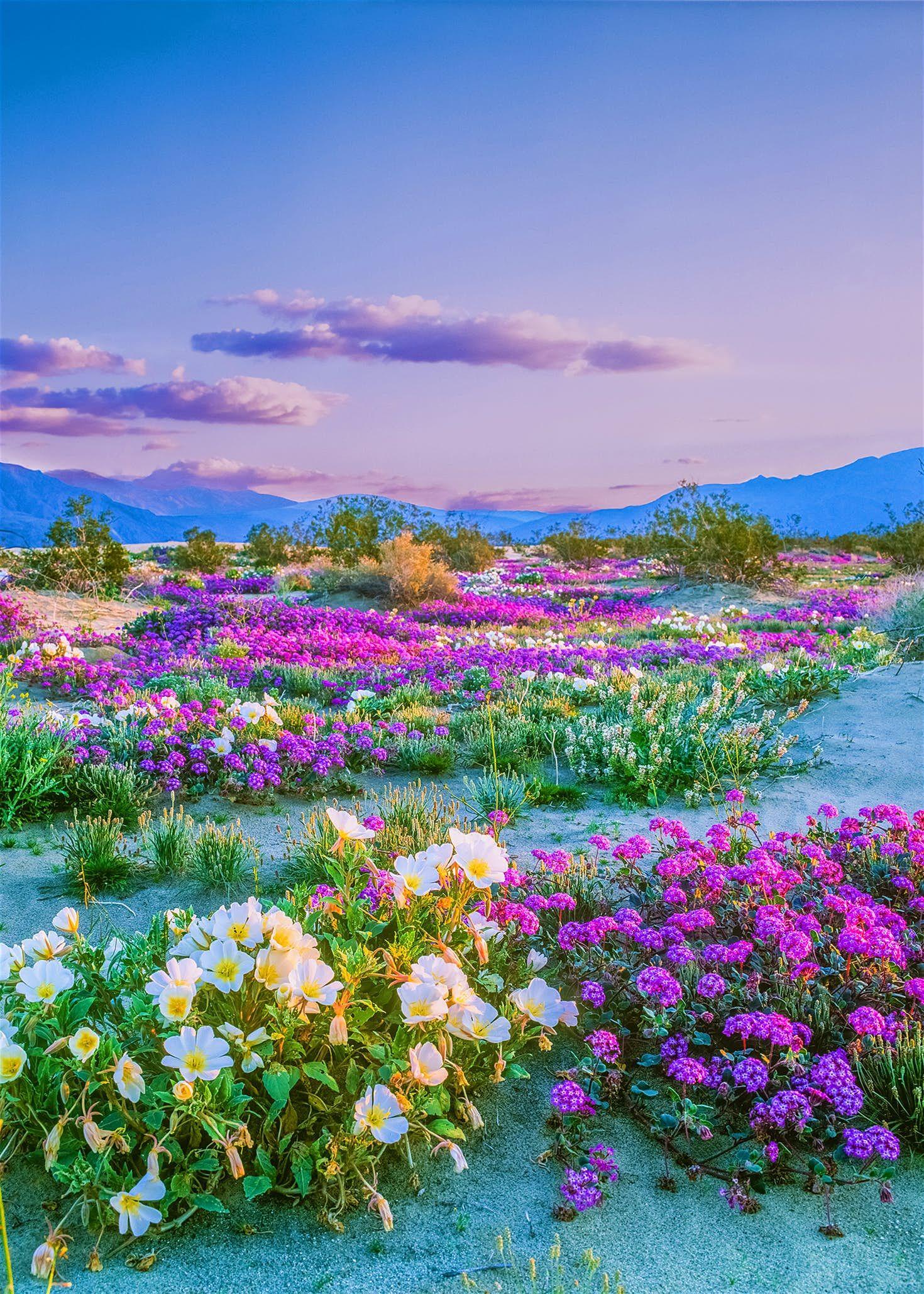 Field of Wildflowers Wallpapers - Top Free Field of Wildflowers ...