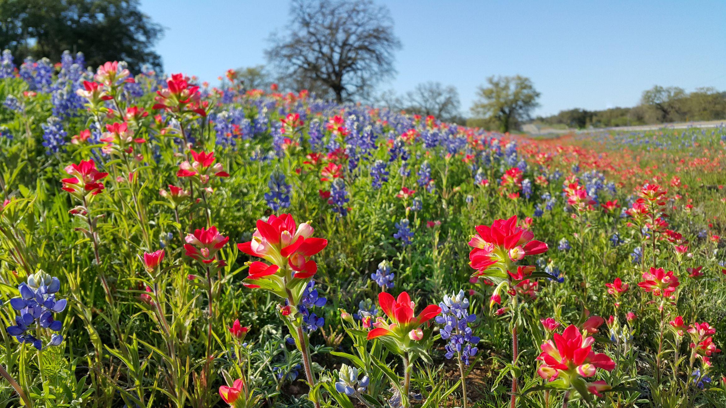Field of Wildflowers Wallpapers - Top Free Field of Wildflowers ...