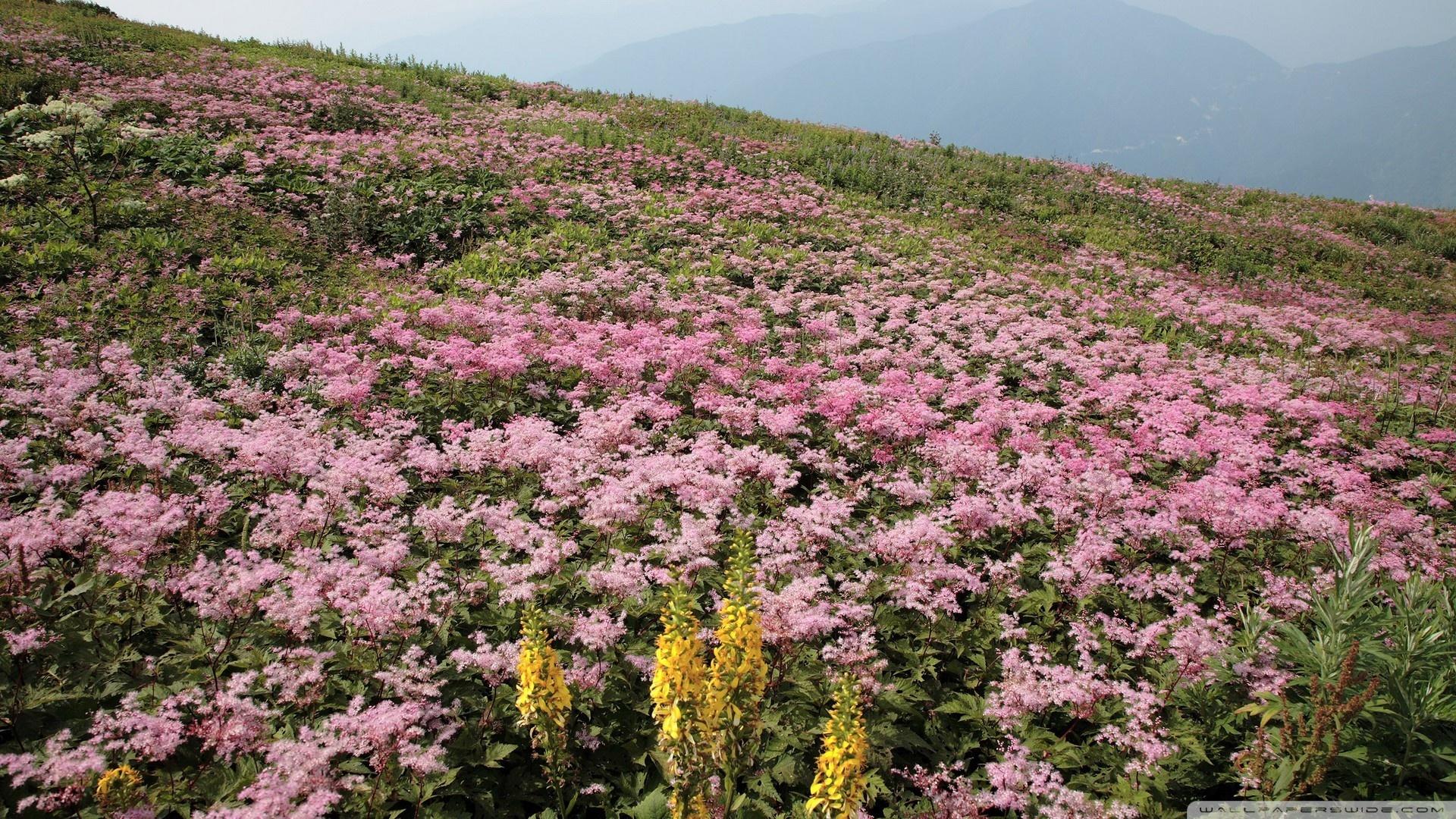 Field of Wildflowers Wallpapers - Top Free Field of Wildflowers ...