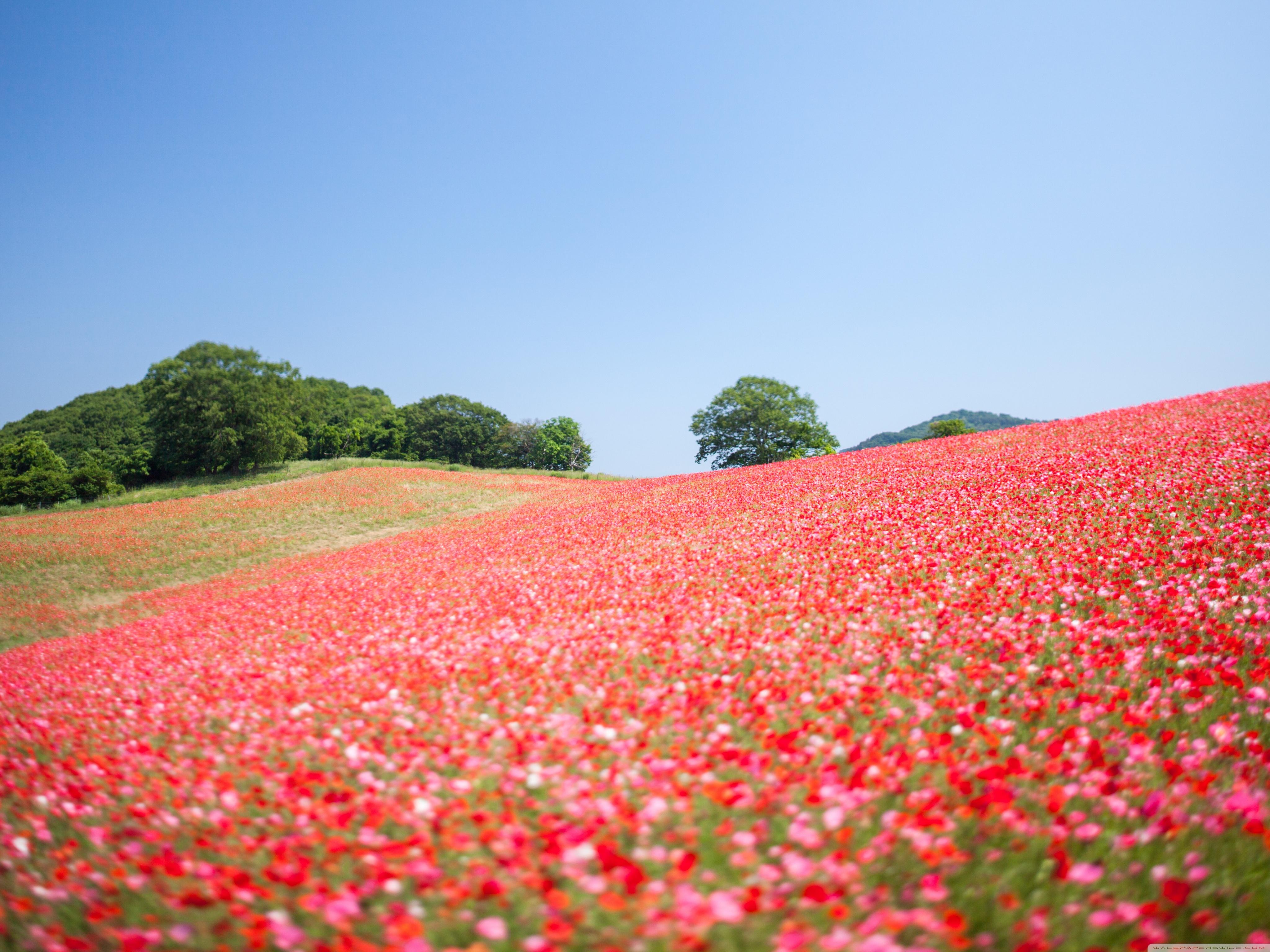 Field of Wildflowers Wallpapers - Top Free Field of Wildflowers ...