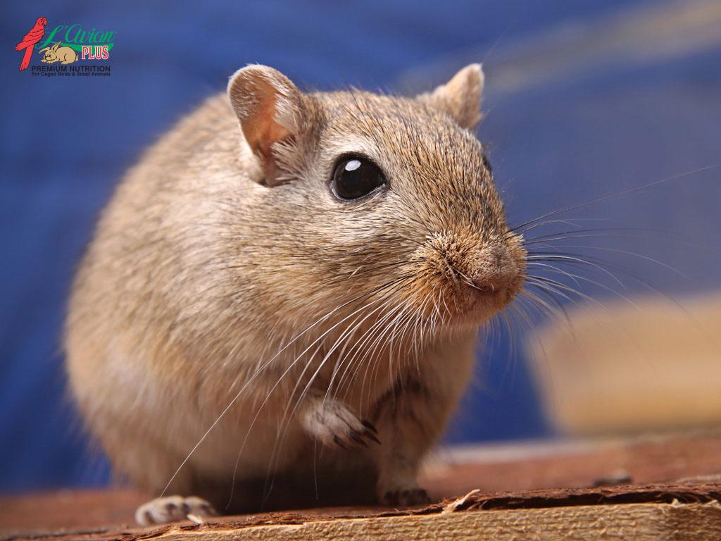 Gerbil Wallpapers - Top Free Gerbil Backgrounds - WallpaperAccess