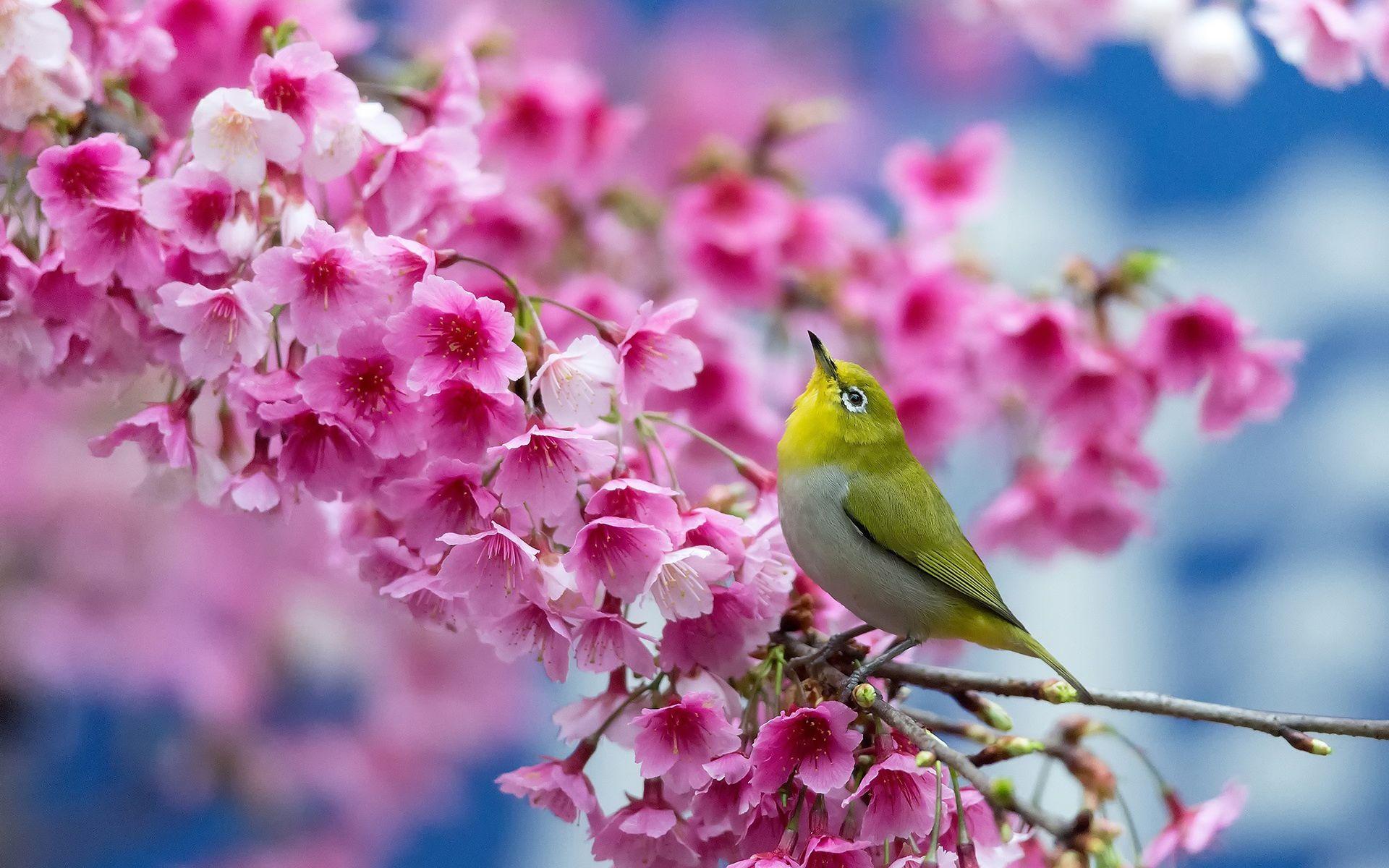 Amazing Spring Wallpapers - Top Free Amazing Spring Backgrounds ...