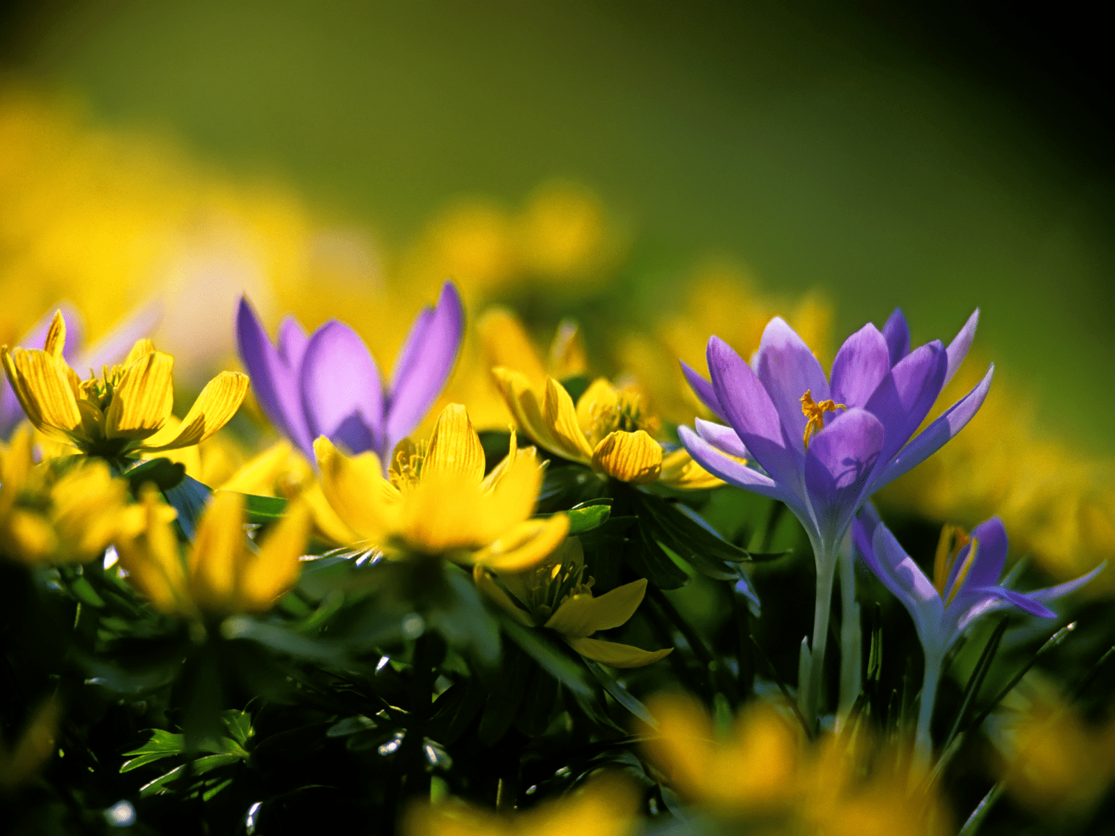 Amazing Spring Wallpapers - Top Free Amazing Spring Backgrounds ...
