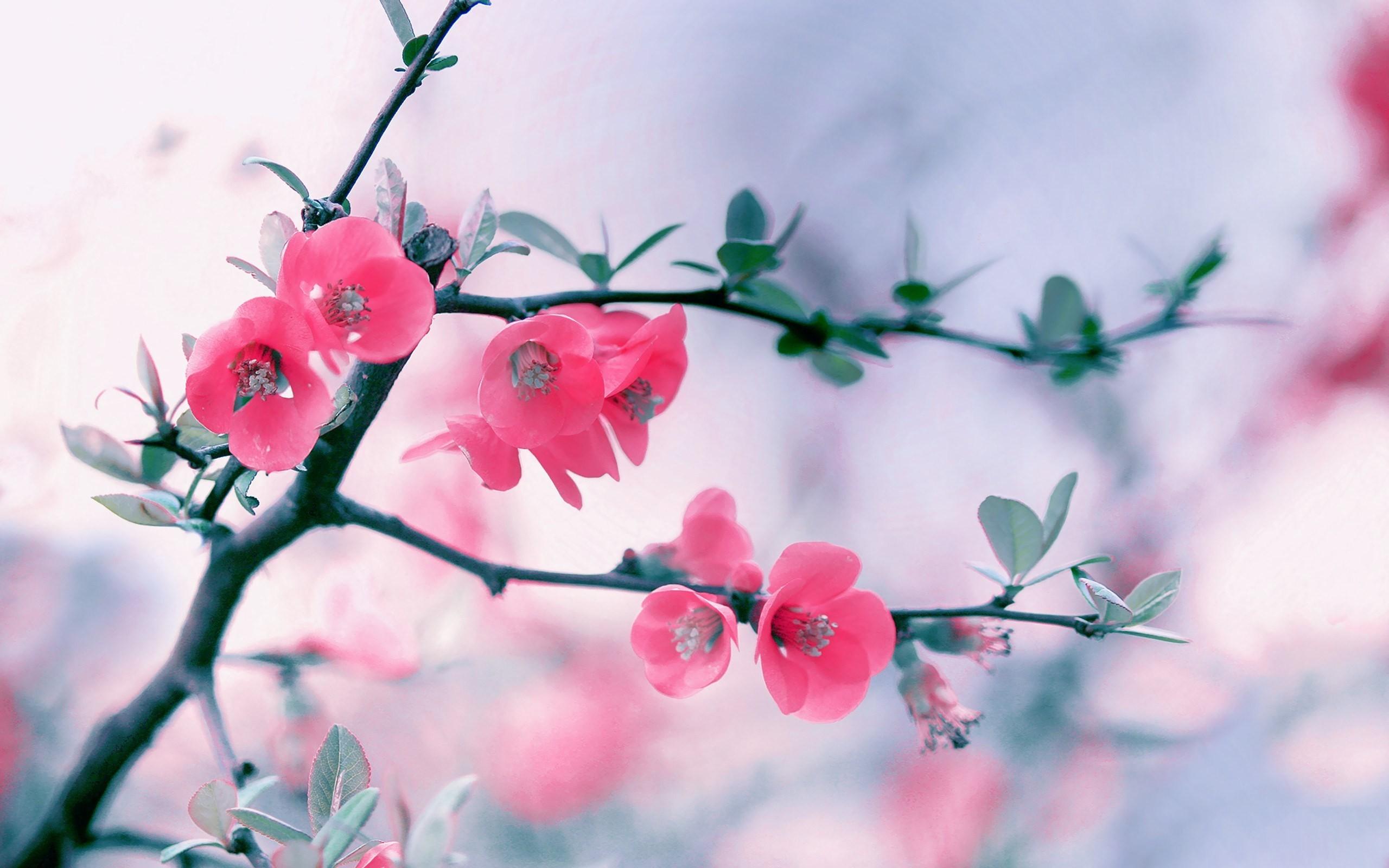 Amazing Spring Wallpapers - Top Free Amazing Spring Backgrounds ...