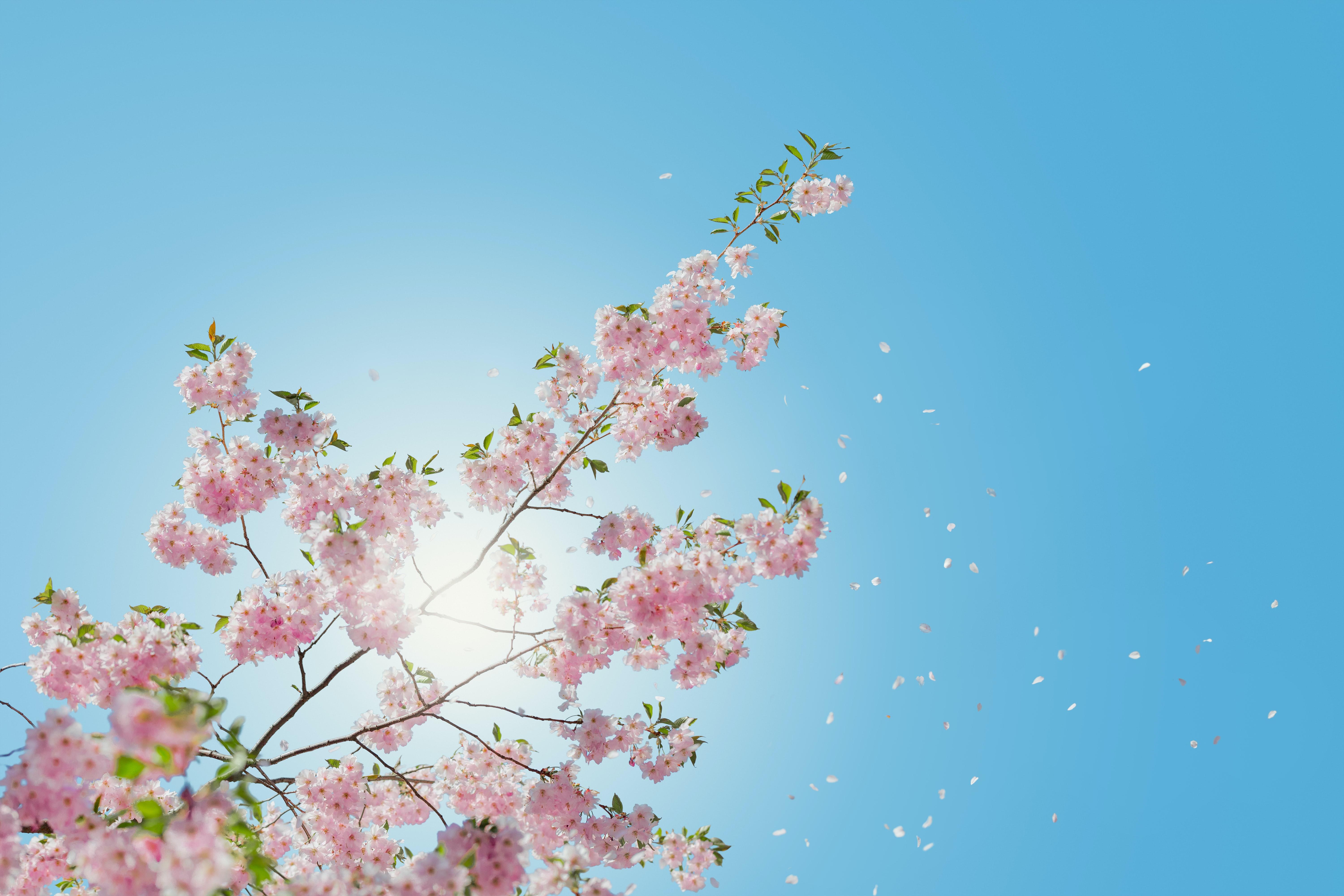 Amazing Spring Wallpapers - Top Free Amazing Spring Backgrounds ...