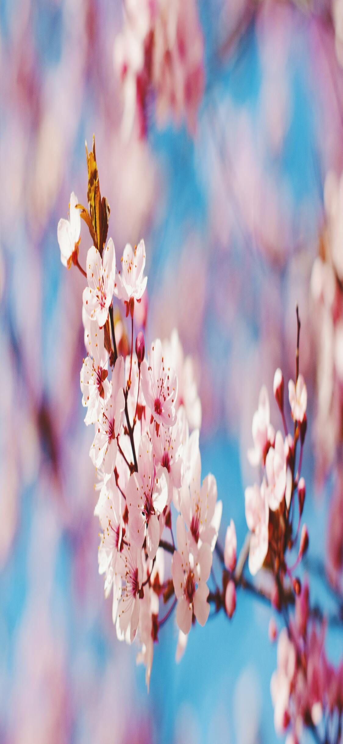 Amazing Spring Wallpapers - Top Free Amazing Spring Backgrounds ...