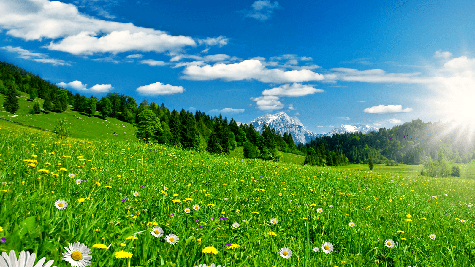 Amazing Spring Wallpapers - Top Free Amazing Spring Backgrounds ...