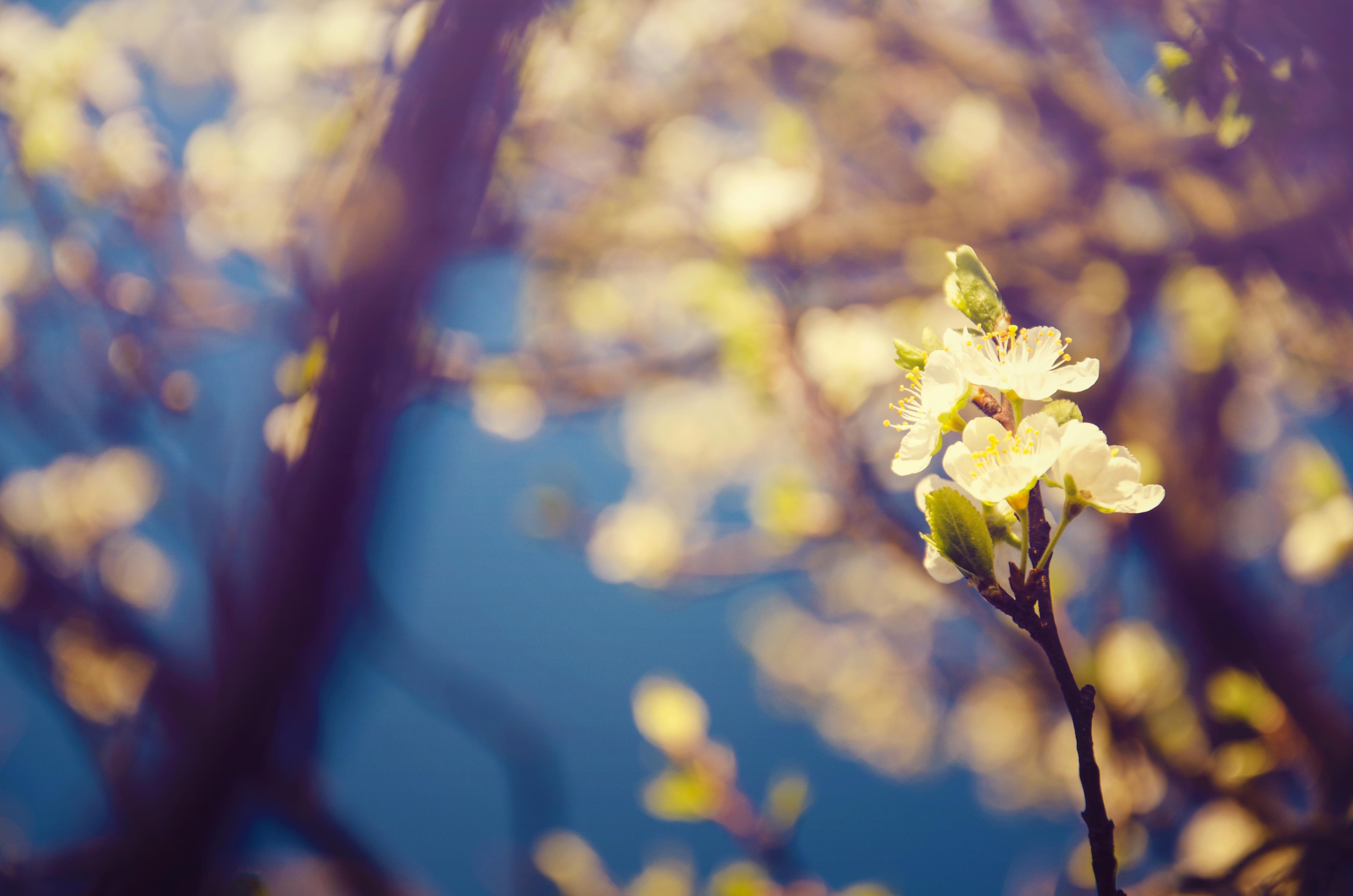 Amazing Spring Wallpapers - Top Free Amazing Spring Backgrounds ...