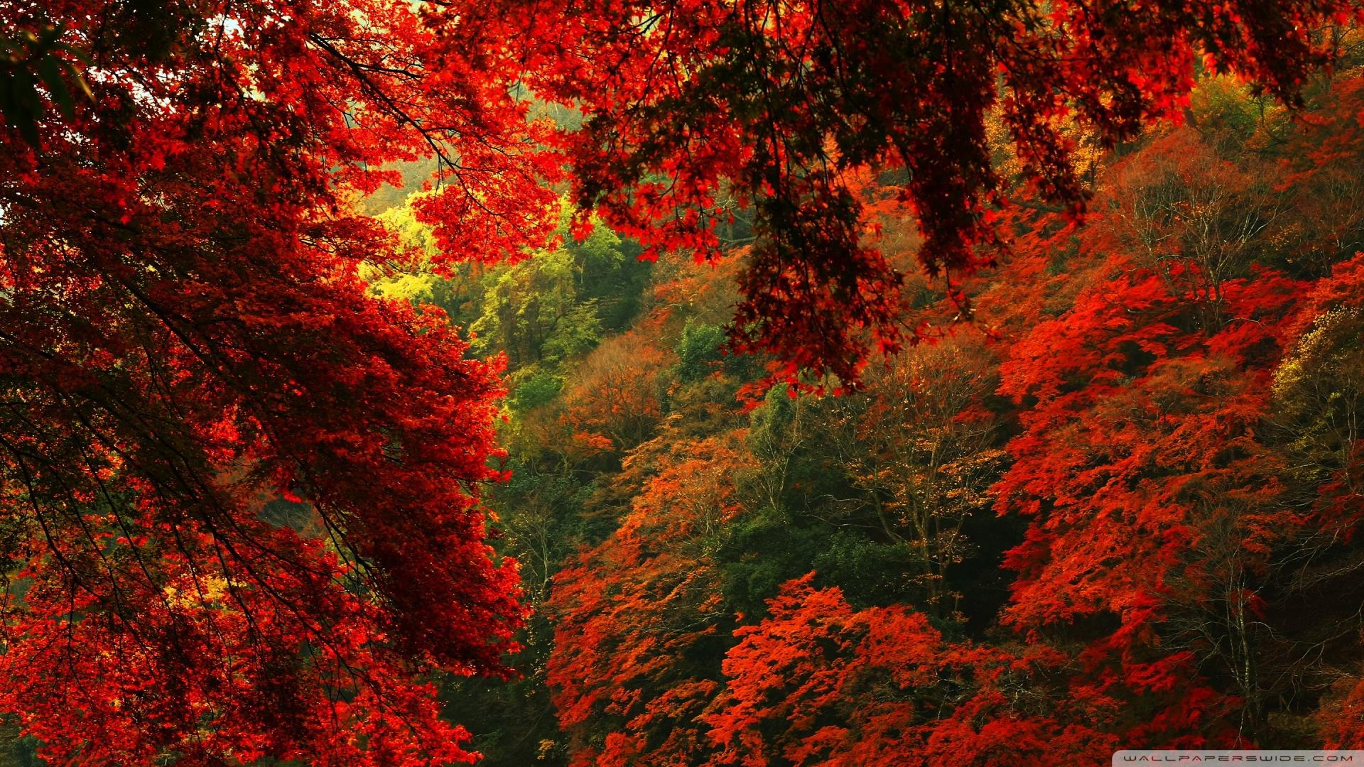 Red and Green PC Wallpapers - Top Free Red and Green PC Backgrounds ...