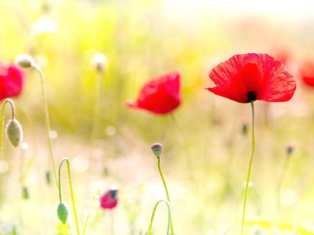 Poppy Flower Computer Wallpapers - Top Free Poppy Flower Computer ...