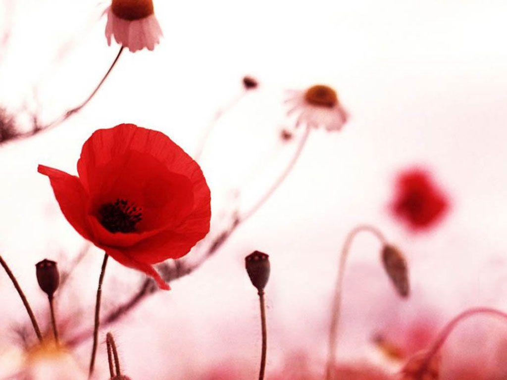 Poppy Desktop Wallpapers - Top Free Poppy Desktop Backgrounds ...