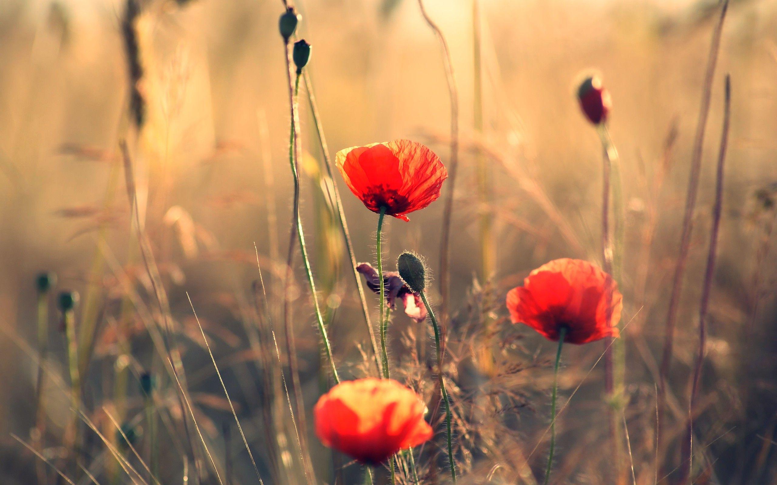 Poppy Flower Computer Wallpapers - Top Free Poppy Flower Computer ...