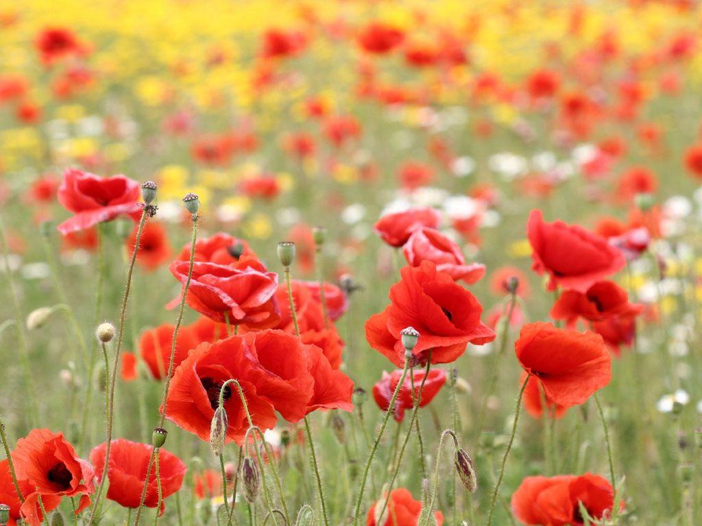 Poppy Flower Computer Wallpapers - Top Free Poppy Flower Computer ...