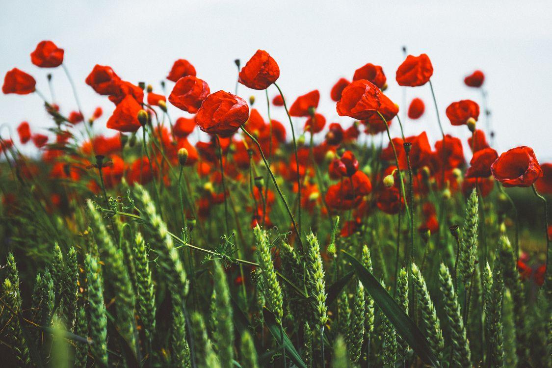 Poppy Flower Computer Wallpapers - Top Free Poppy Flower Computer ...