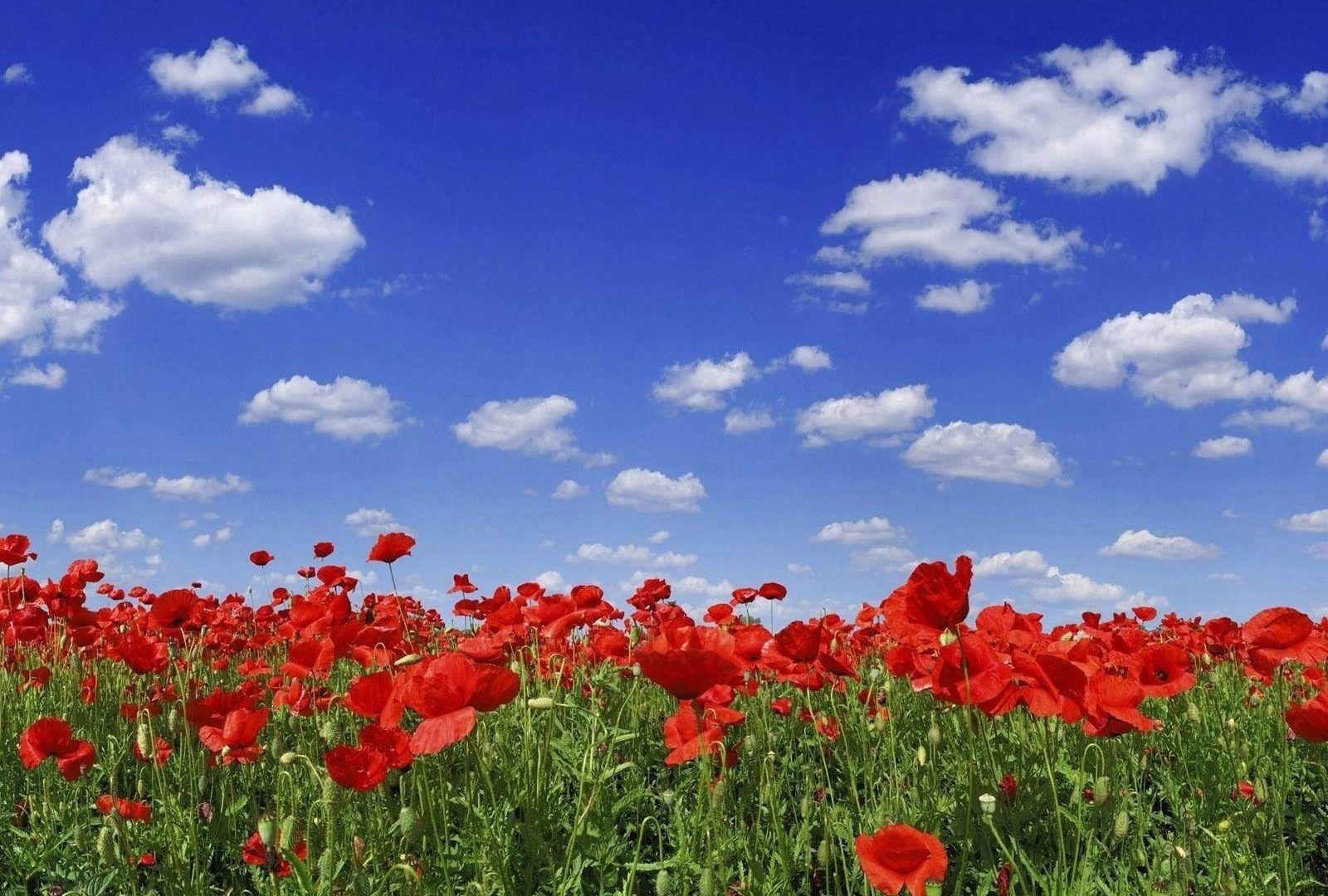 Poppy Flower Computer Wallpapers - Top Free Poppy Flower Computer ...