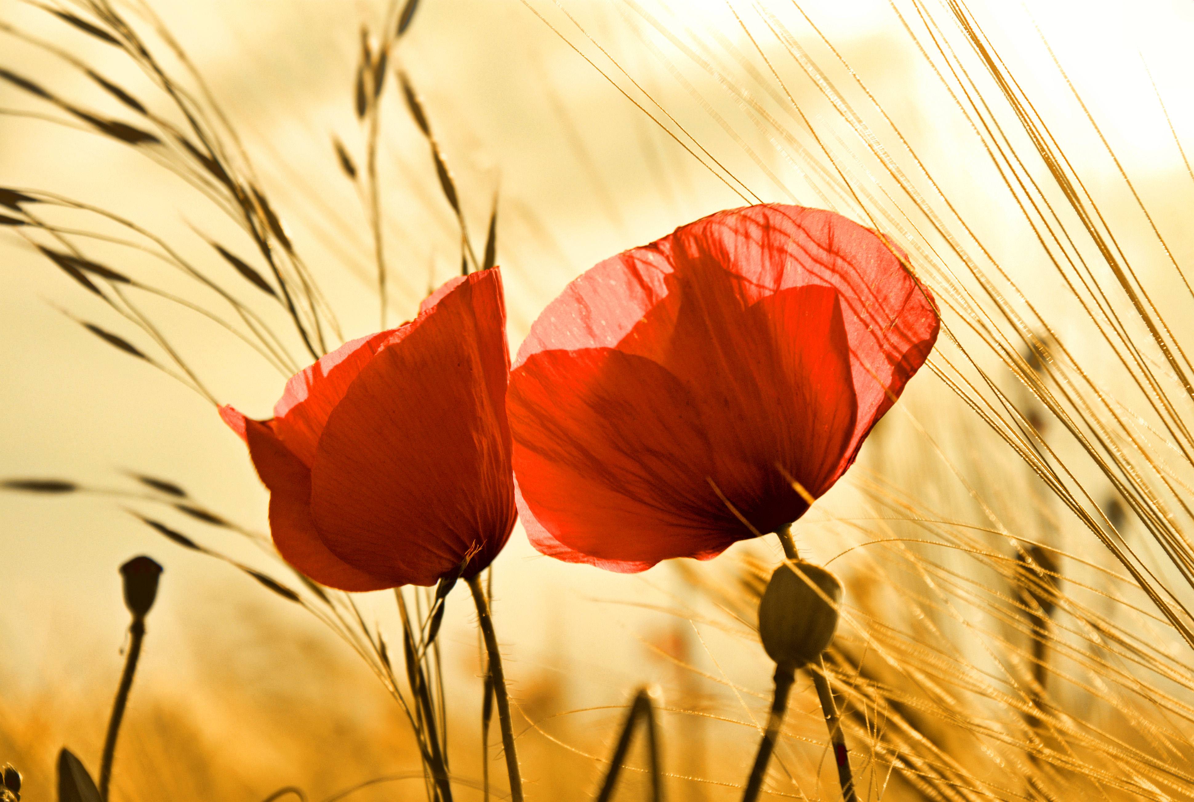 Poppy Flower Computer Wallpapers - Top Free Poppy Flower Computer ...