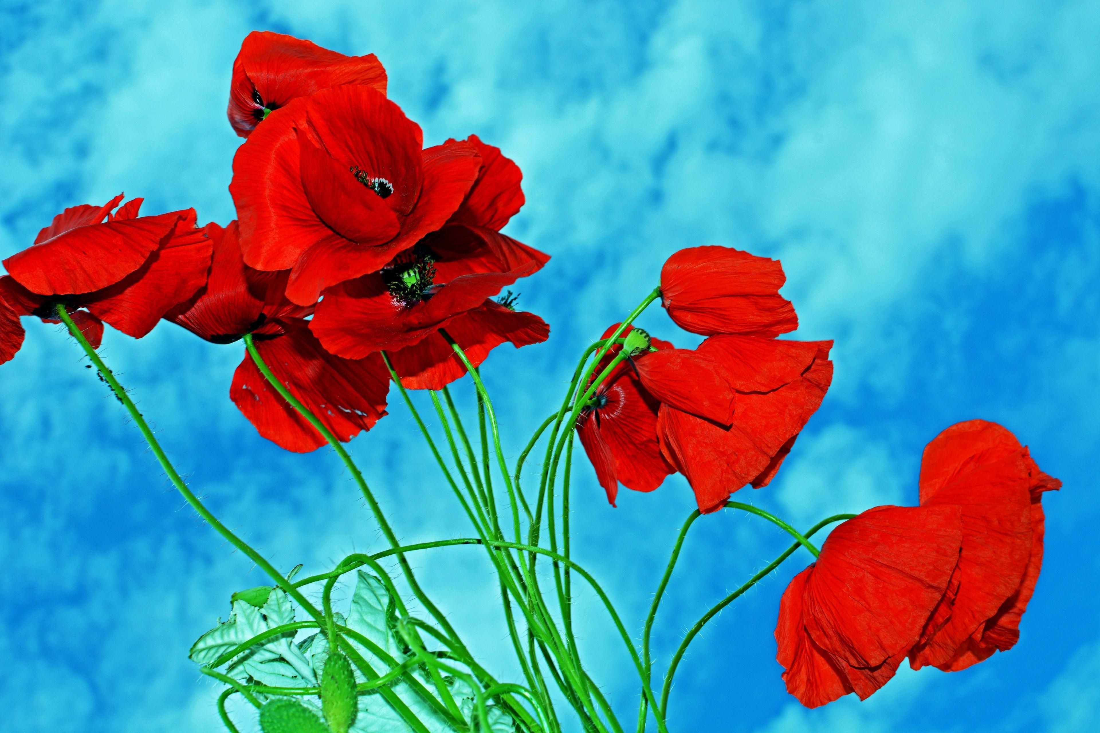 Poppy Flower Computer Wallpapers - Top Free Poppy Flower Computer ...