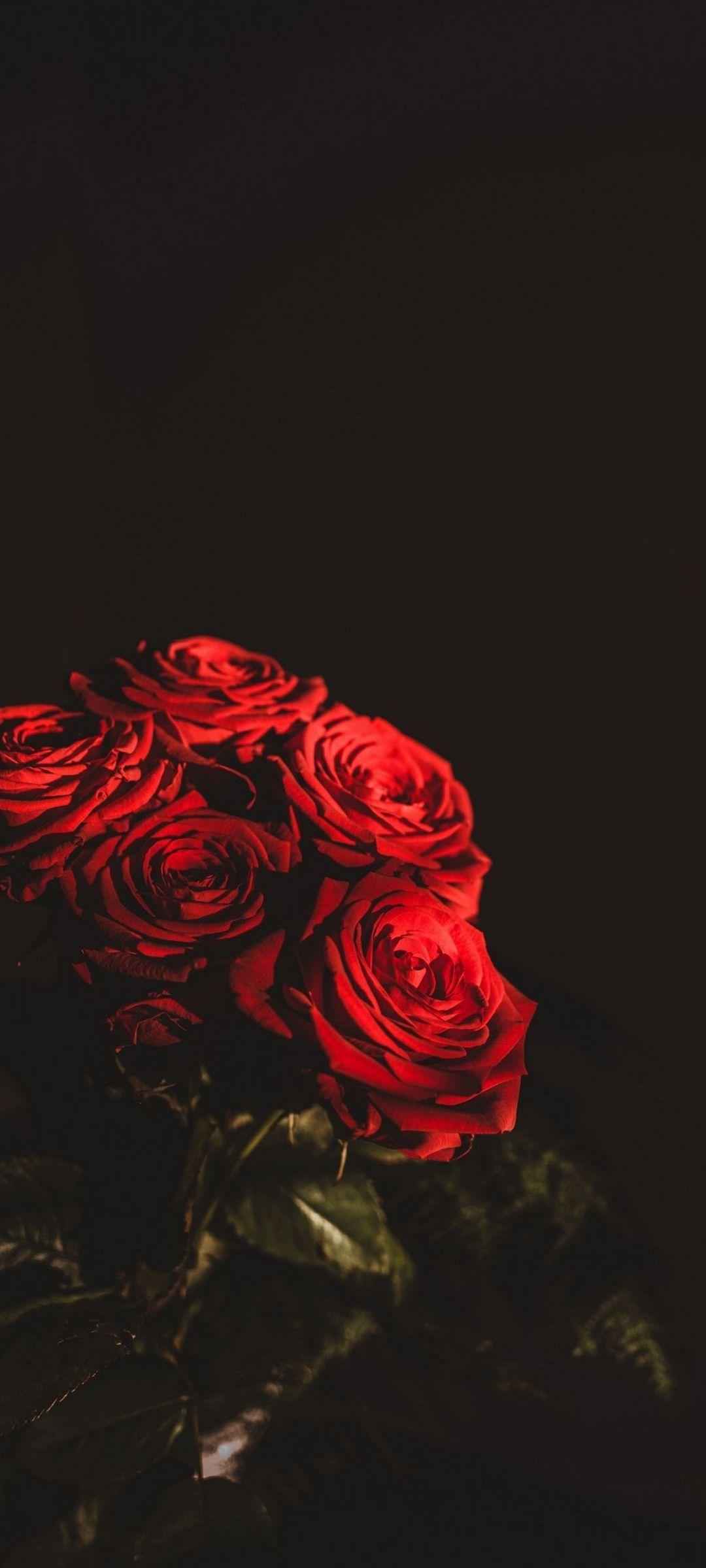 Dark Red Rose iPhone Wallpapers - Top Free Dark Red Rose iPhone ...