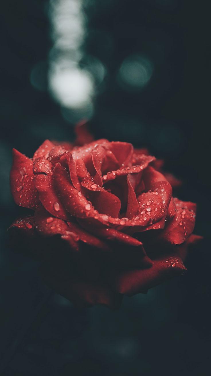 Dark Red Rose iPhone Wallpapers - Top Free Dark Red Rose iPhone ...