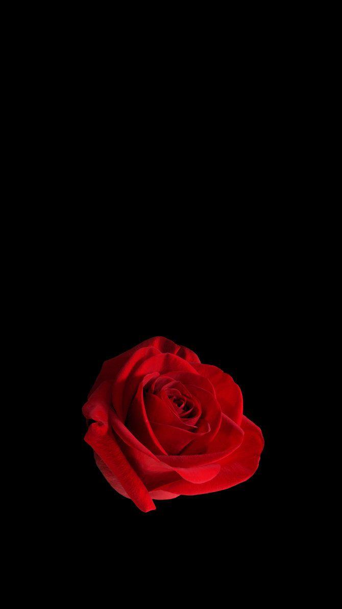 Dark Red Rose iPhone Wallpapers - Top Free Dark Red Rose iPhone ...