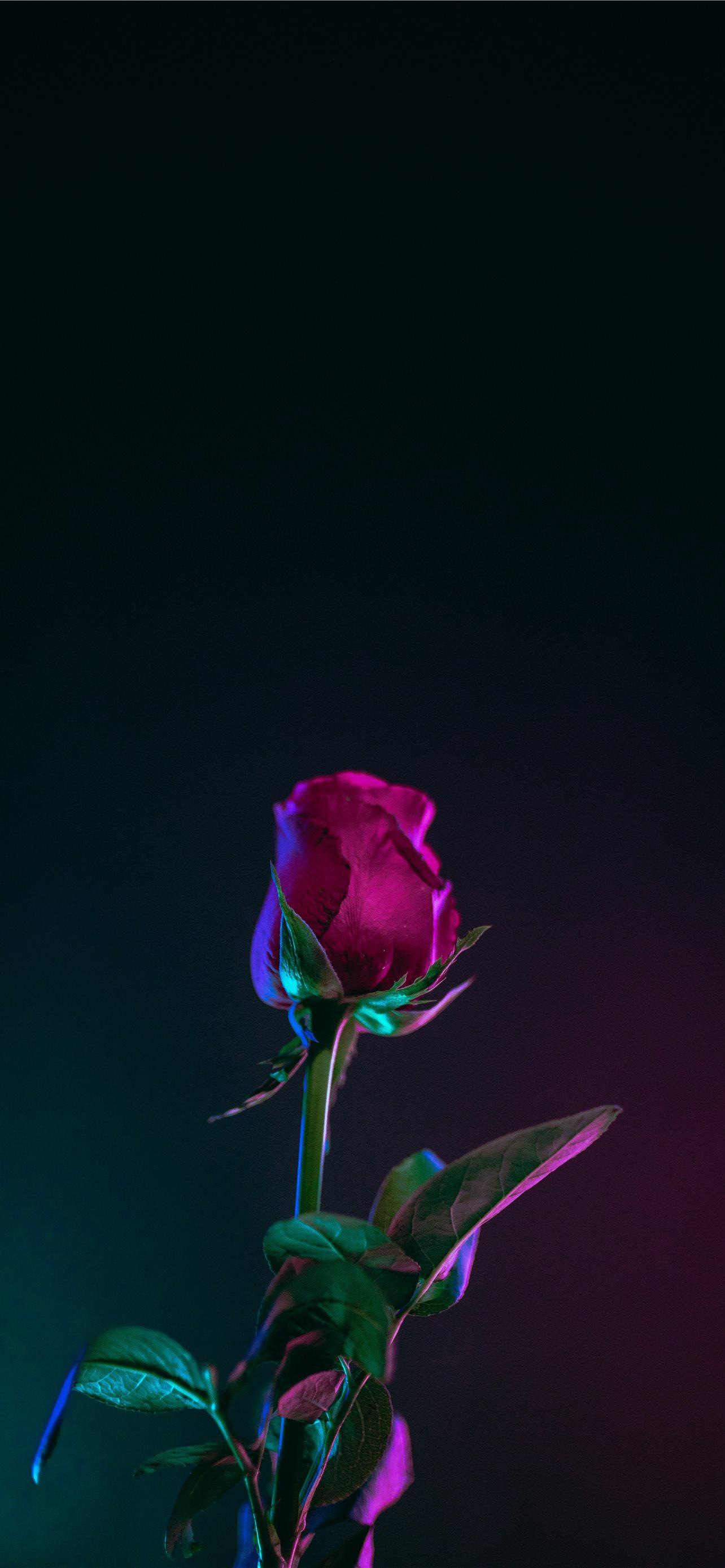 Dark Red Rose iPhone Wallpapers - Top Free Dark Red Rose iPhone ...