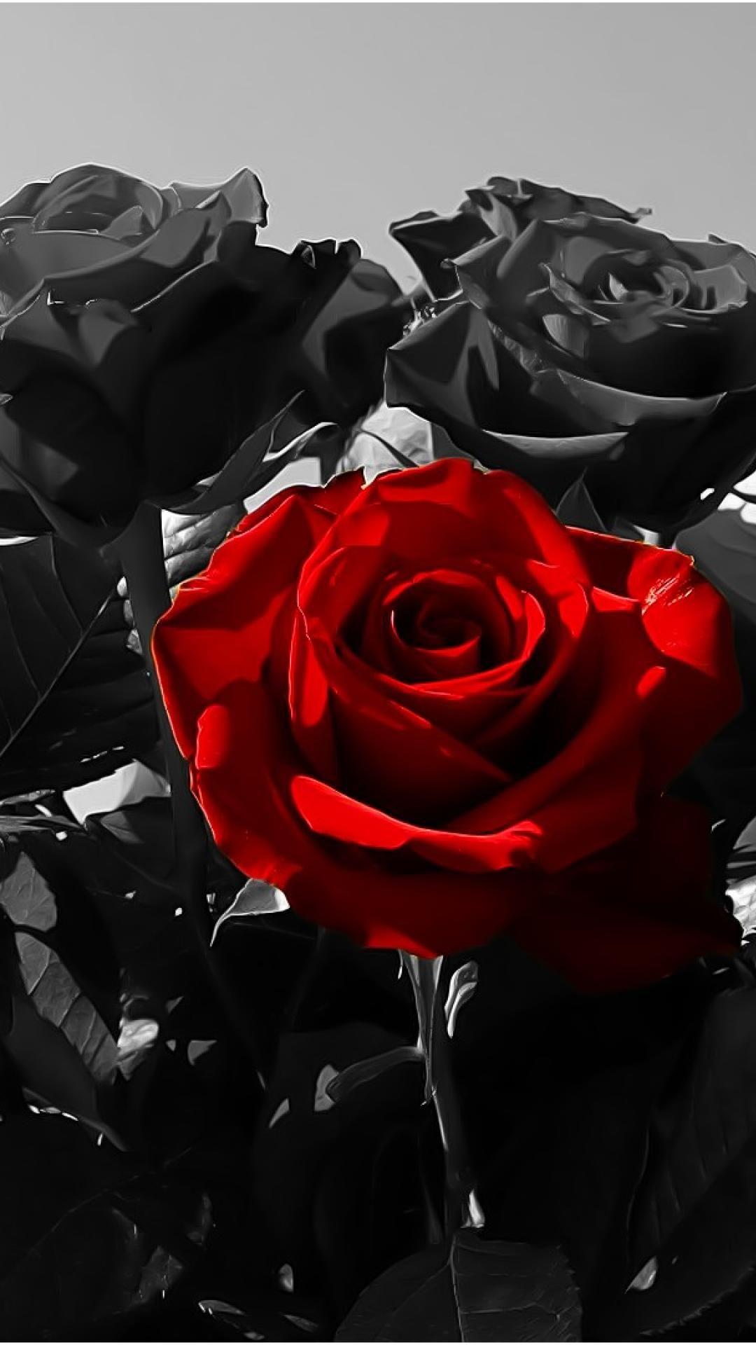 Dark Red Rose iPhone Wallpapers - Top Free Dark Red Rose iPhone ...