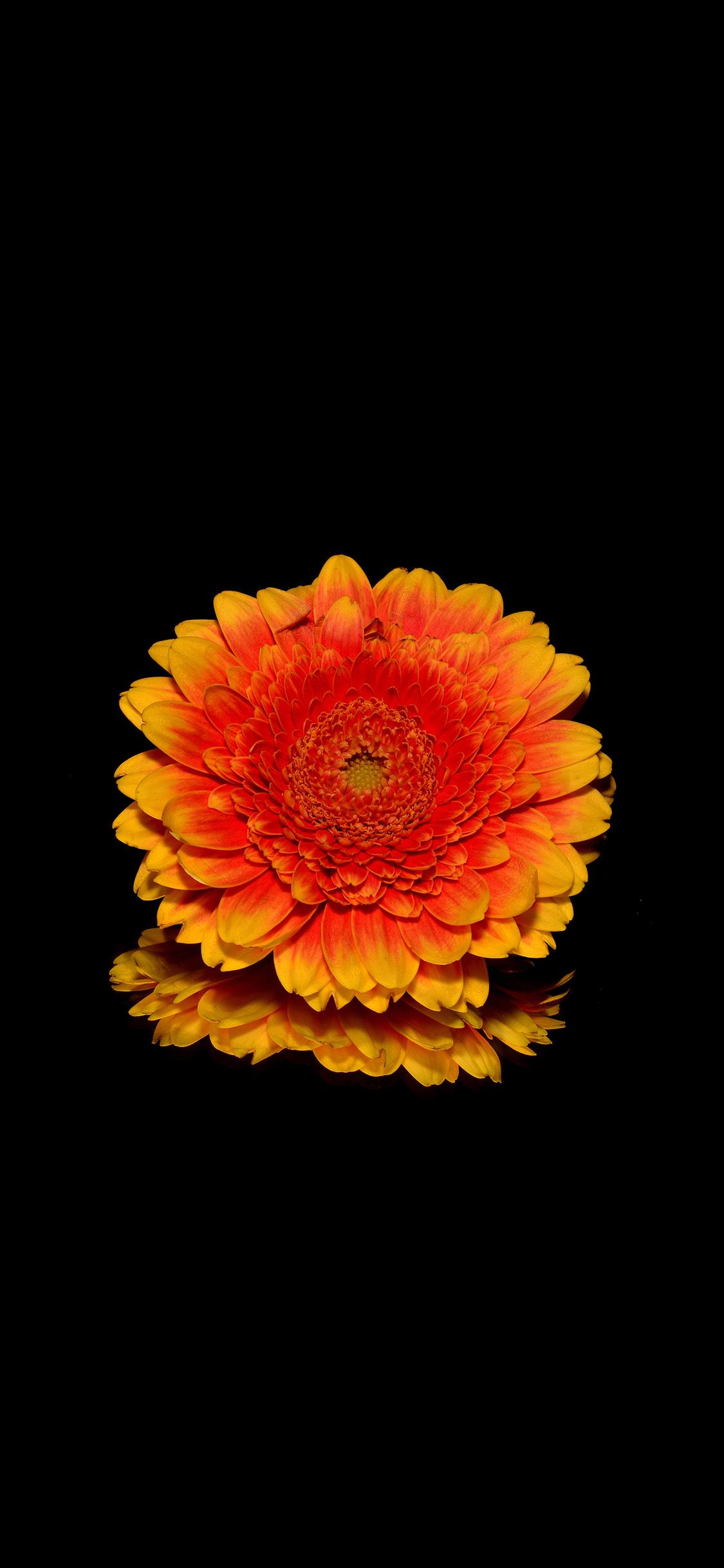 Dark Red Rose iPhone Wallpapers - Top Free Dark Red Rose iPhone ...