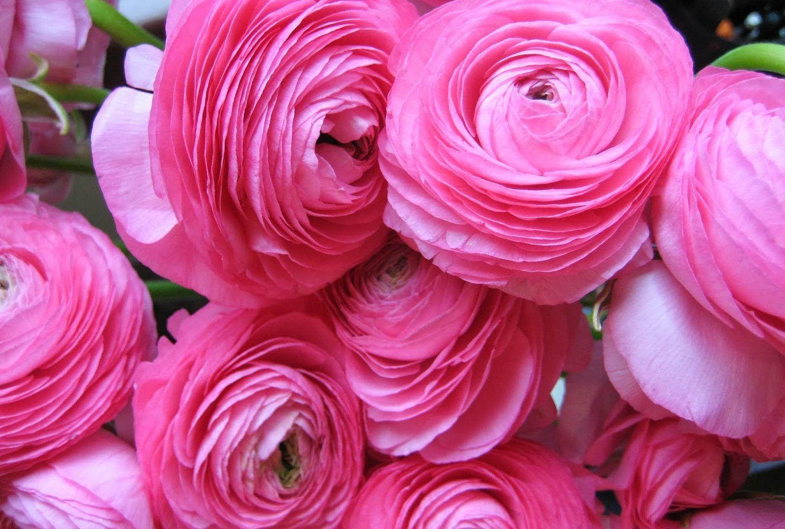 Gold Pink Roses Desktop Wallpapers - Top Free Gold Pink Roses Desktop ...