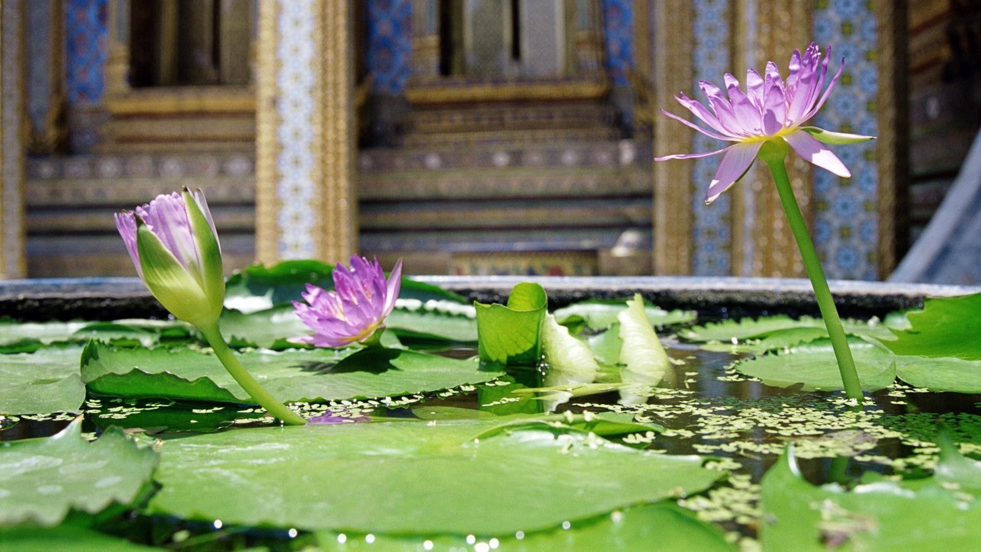 Zen Windows Wallpapers - Top Free Zen Windows Backgrounds - WallpaperAccess