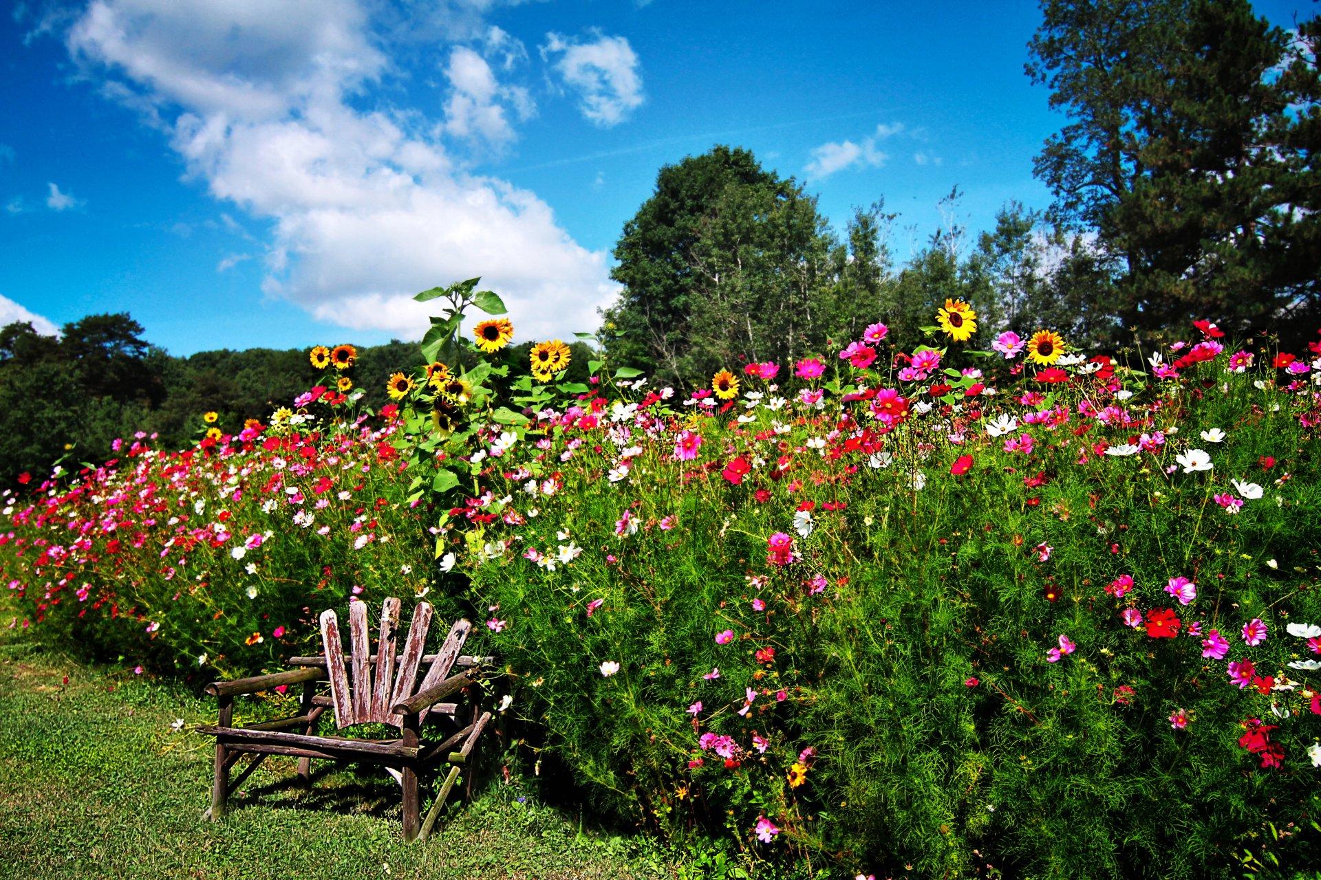 English Flower Garden Wallpapers - Top Free English Flower Garden ...