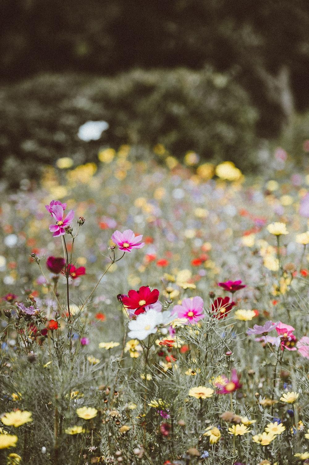 English Flower Garden Wallpapers - Top Free English Flower Garden ...