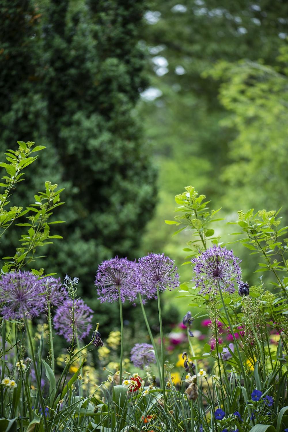 English Flower Garden Wallpapers - Top Free English Flower Garden ...