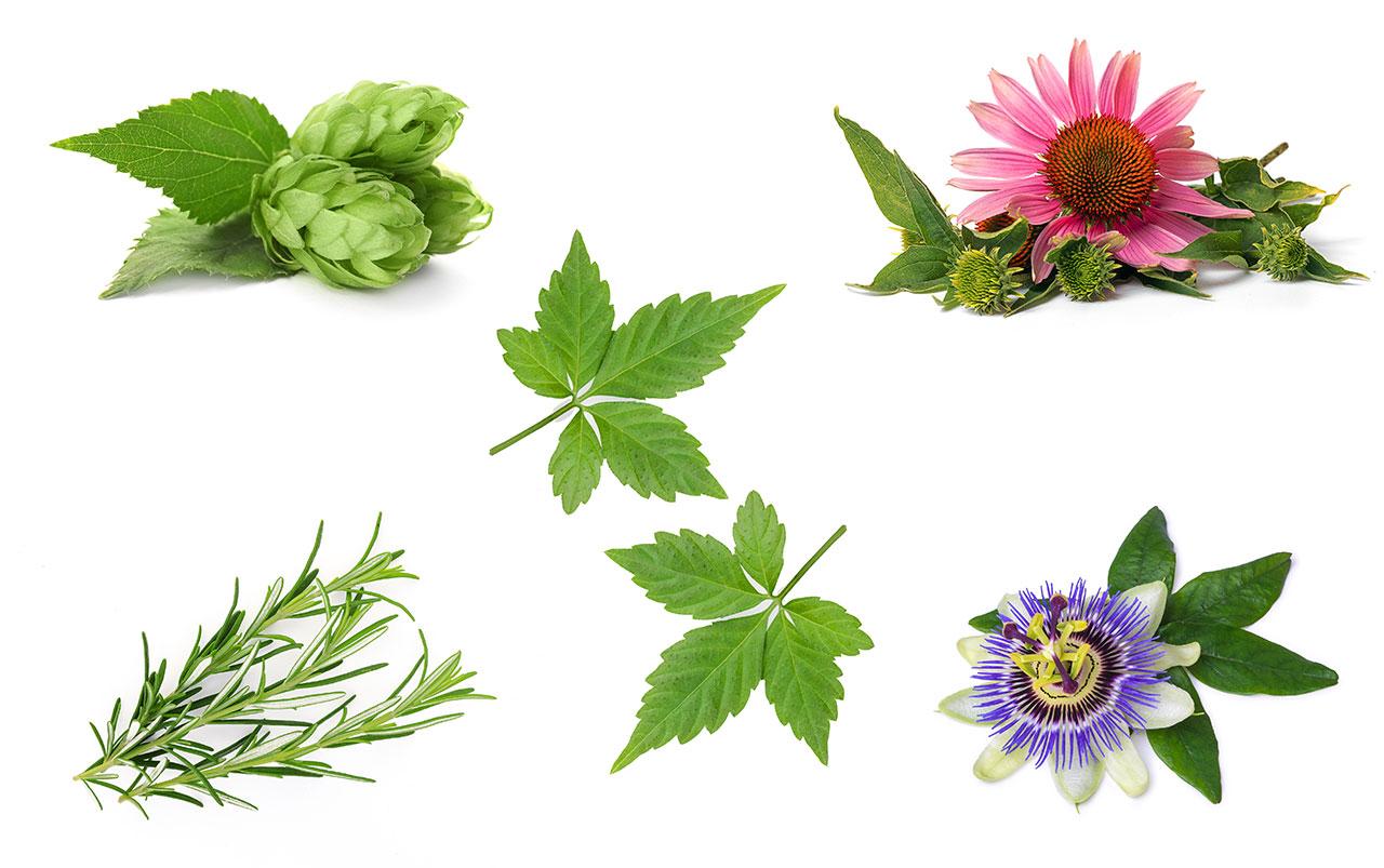 Medicinal Plants Wallpapers - Top Free Medicinal Plants Backgrounds ...