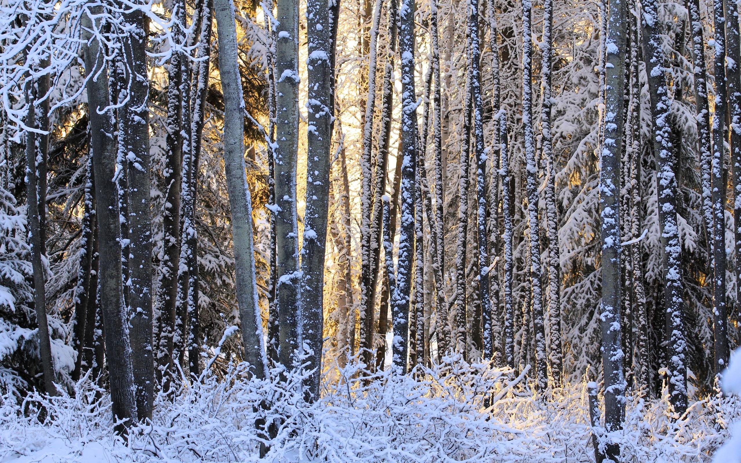 Snowy Forest Landscape Wallpapers - Top Free Snowy Forest Landscape ...