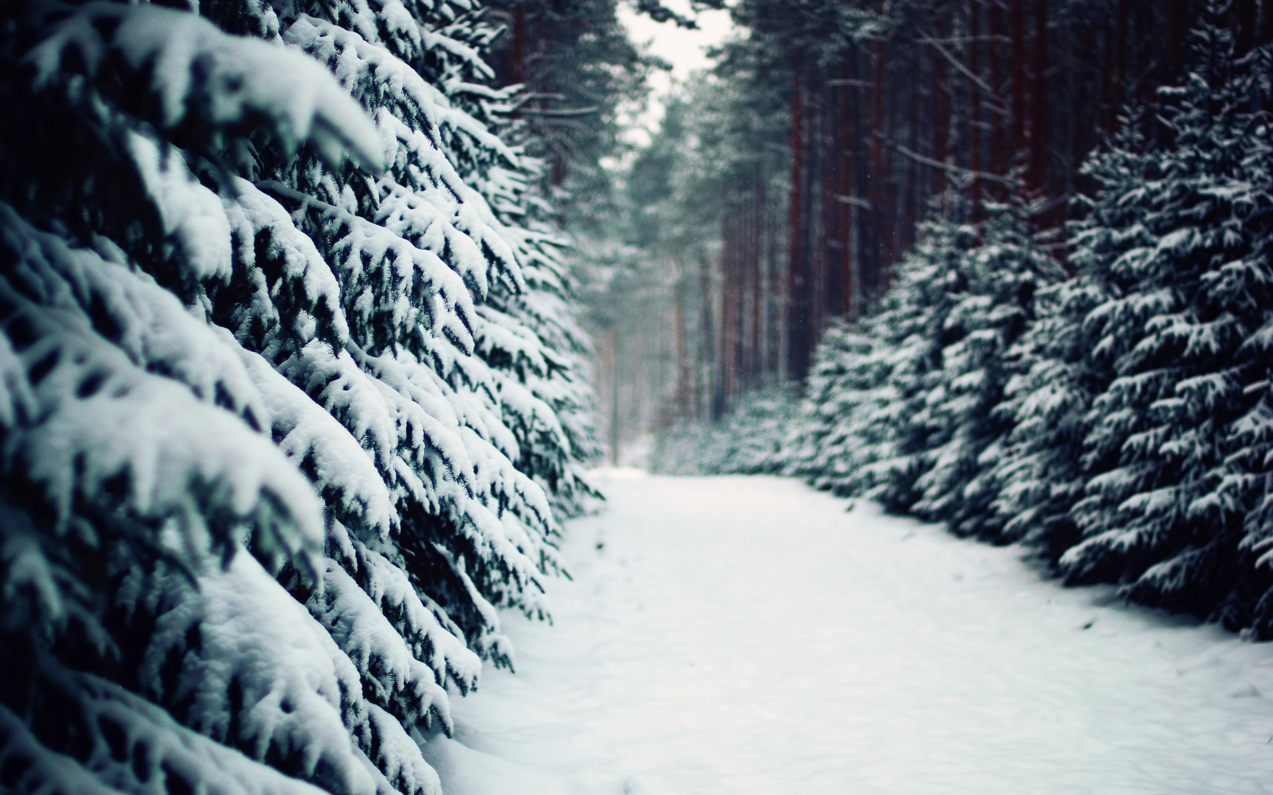 Snowy Forest Landscape Wallpapers - Top Free Snowy Forest Landscape ...