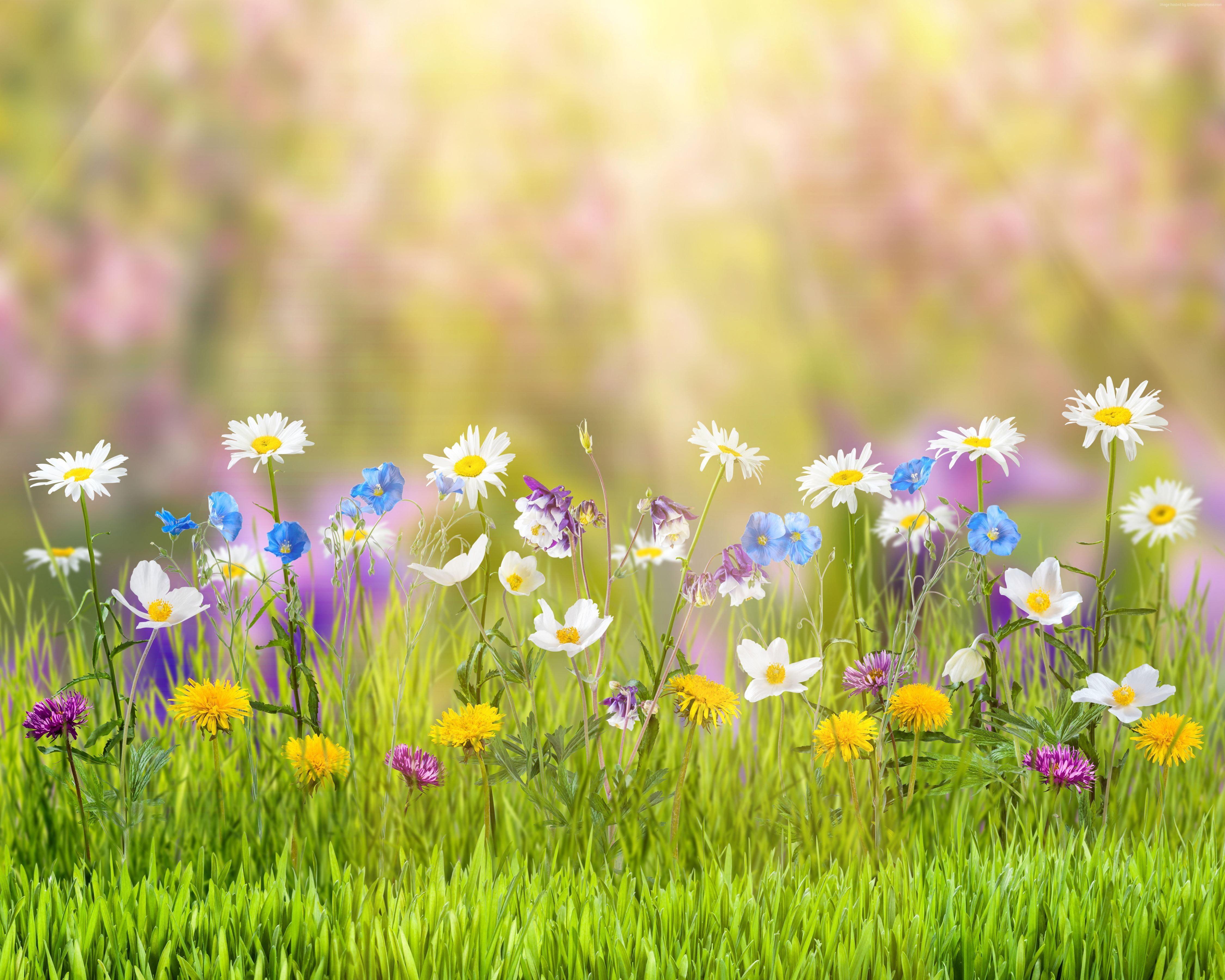 Spring Flower Fields Wallpapers - Top Free Spring Flower Fields ...