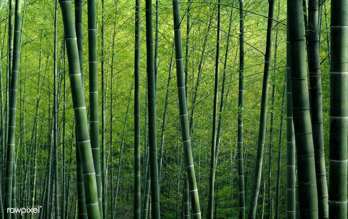 Chinese Bamboo Forest Wallpapers - Top Free Chinese Bamboo Forest ...