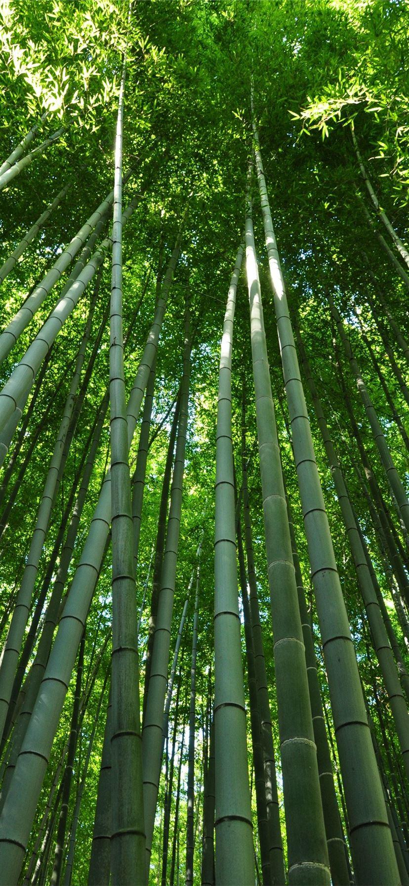 Chinese Bamboo Forest Wallpapers - Top Free Chinese Bamboo Forest ...