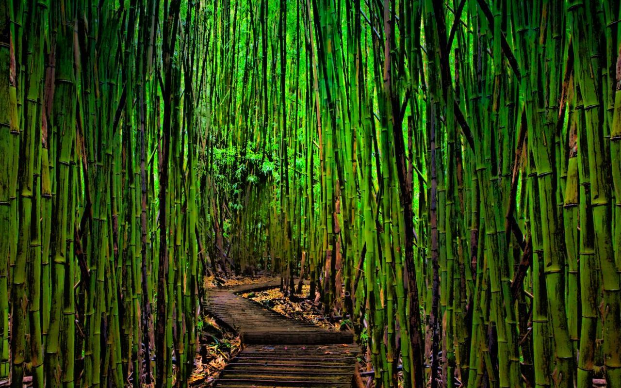 Chinese Bamboo Forest Wallpapers - Top Free Chinese Bamboo Forest ...