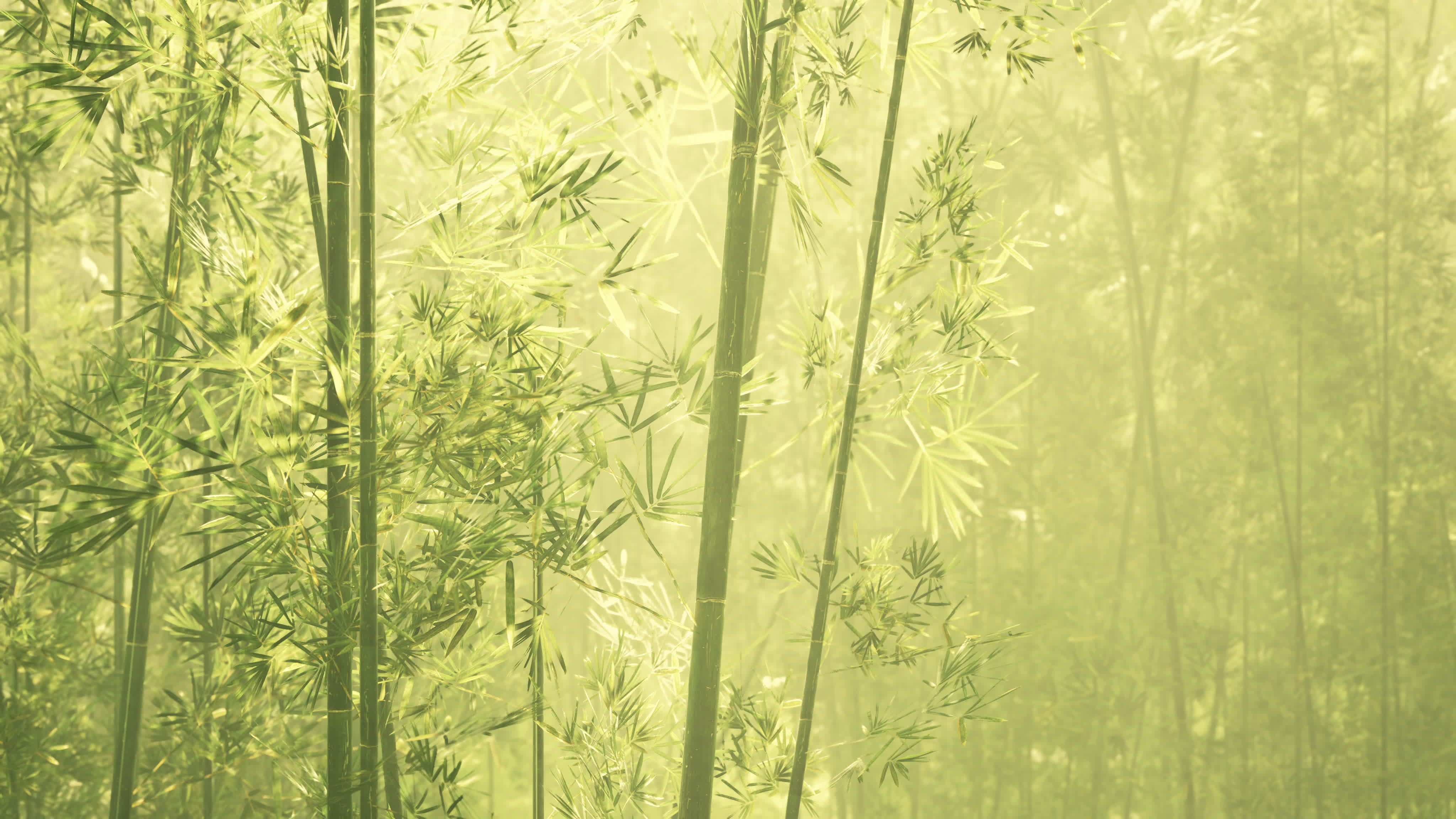 Chinese Bamboo Forest Wallpapers - Top Free Chinese Bamboo Forest ...