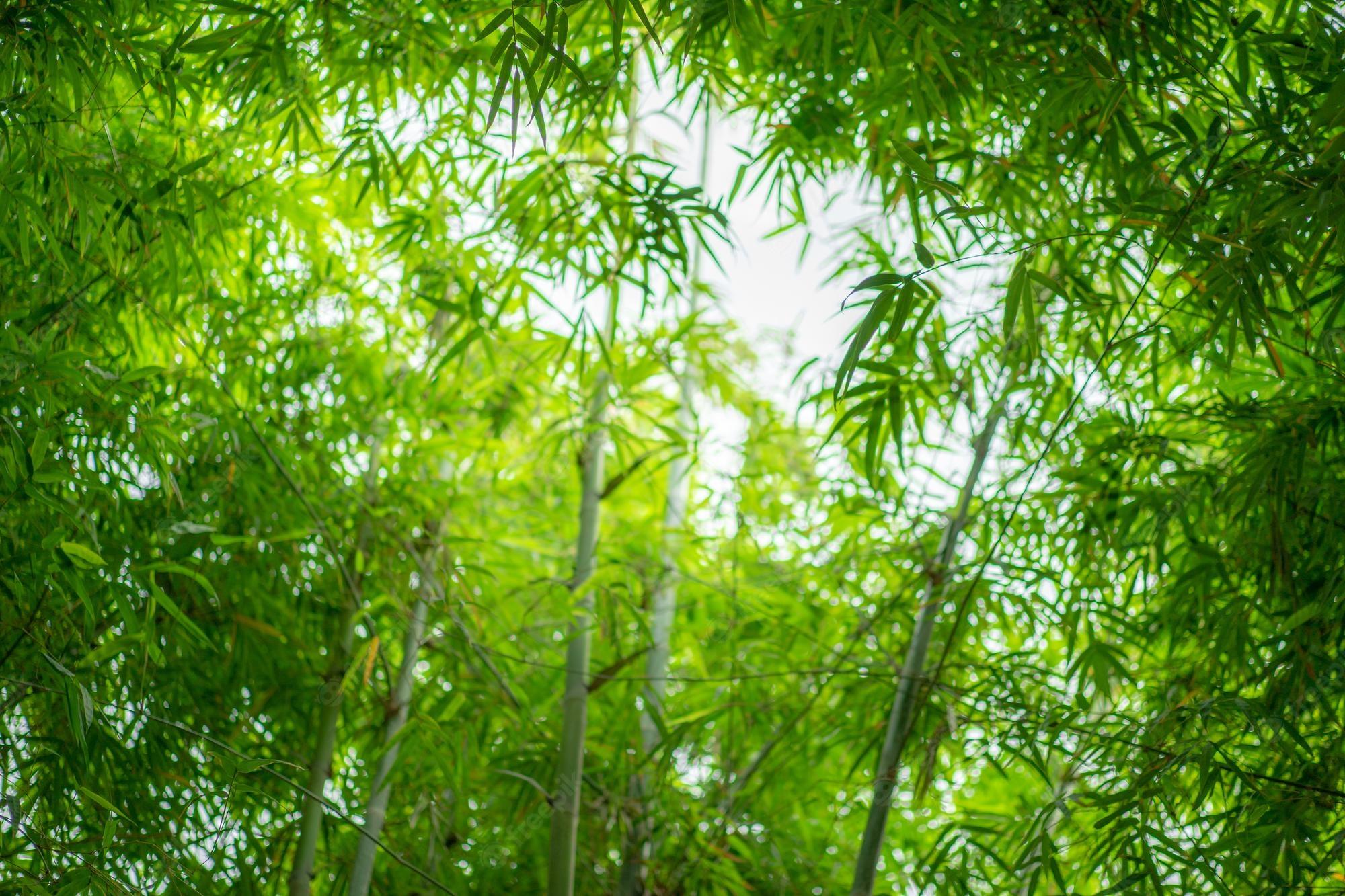 Chinese Bamboo Forest Wallpapers - Top Free Chinese Bamboo Forest ...