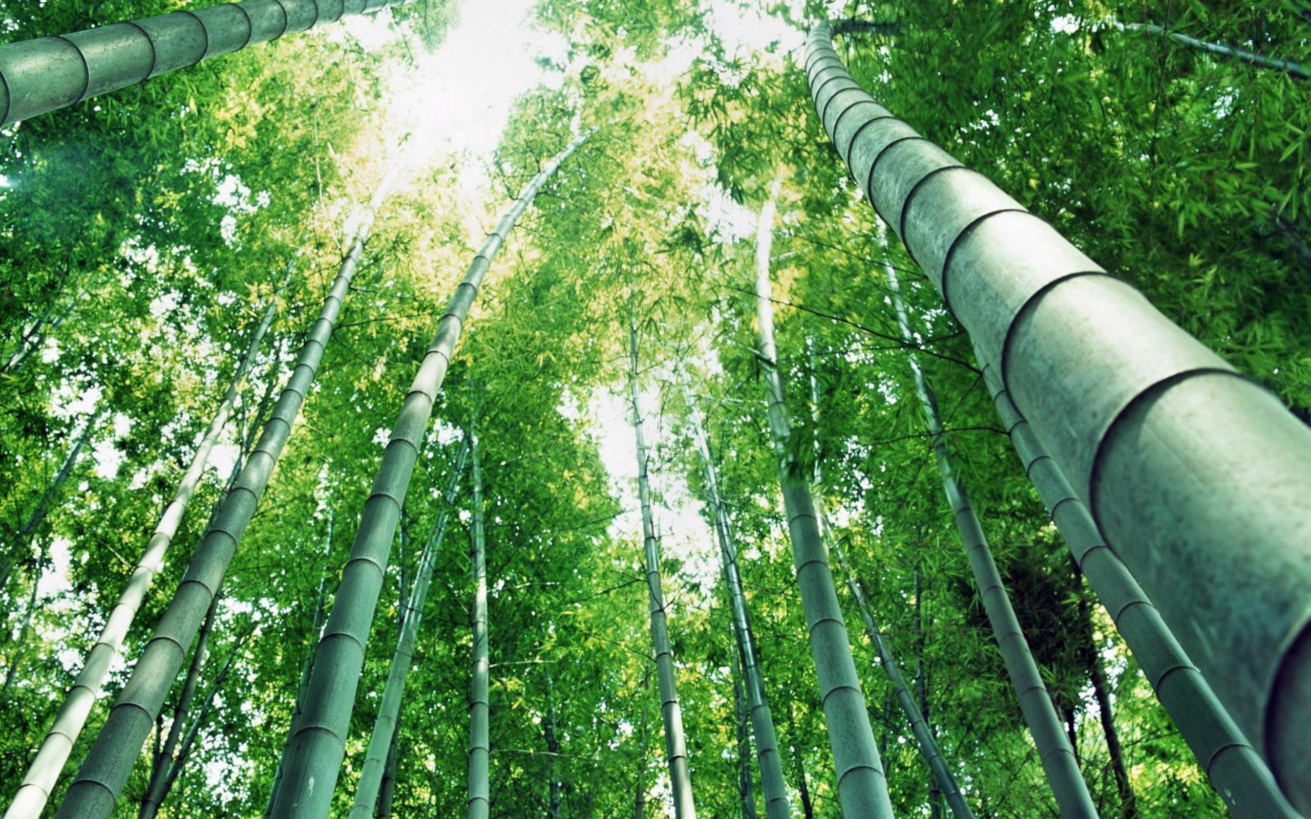 Chinese Bamboo Forest Wallpapers - Top Free Chinese Bamboo Forest ...