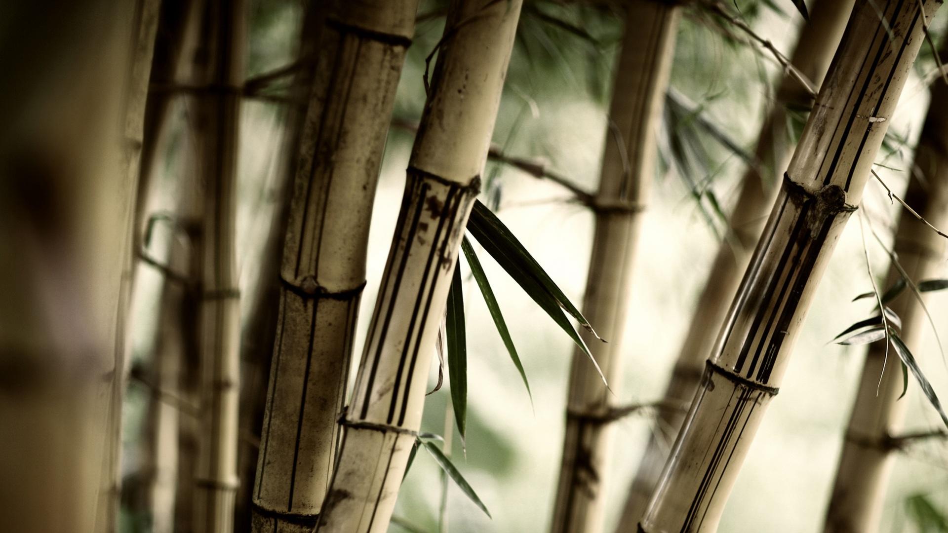 Chinese Bamboo Forest Wallpapers - Top Free Chinese Bamboo Forest ...