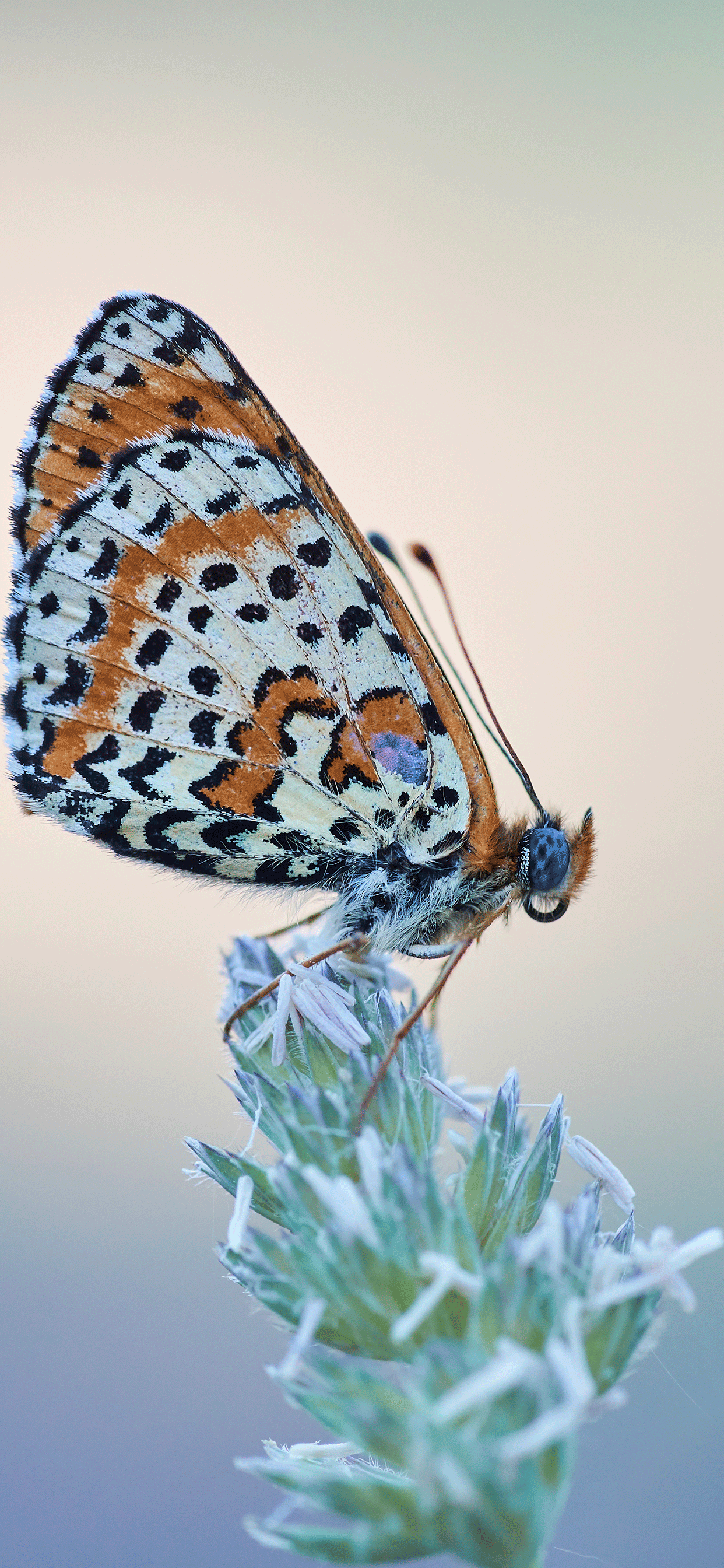 Small Butterflies Wallpapers - Top Free Small Butterflies Backgrounds ...