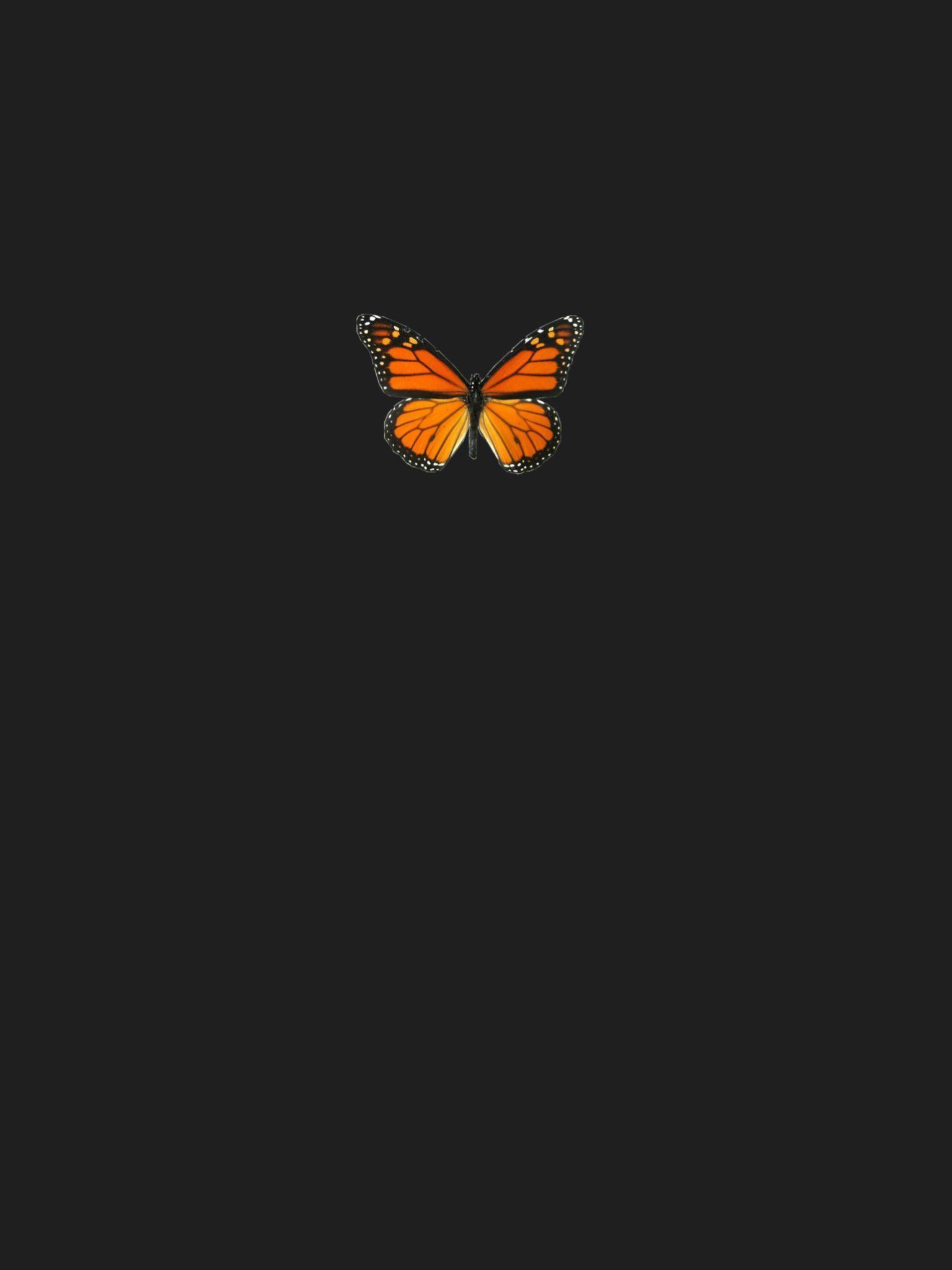 Small Butterflies Wallpapers - Top Free Small Butterflies Backgrounds ...
