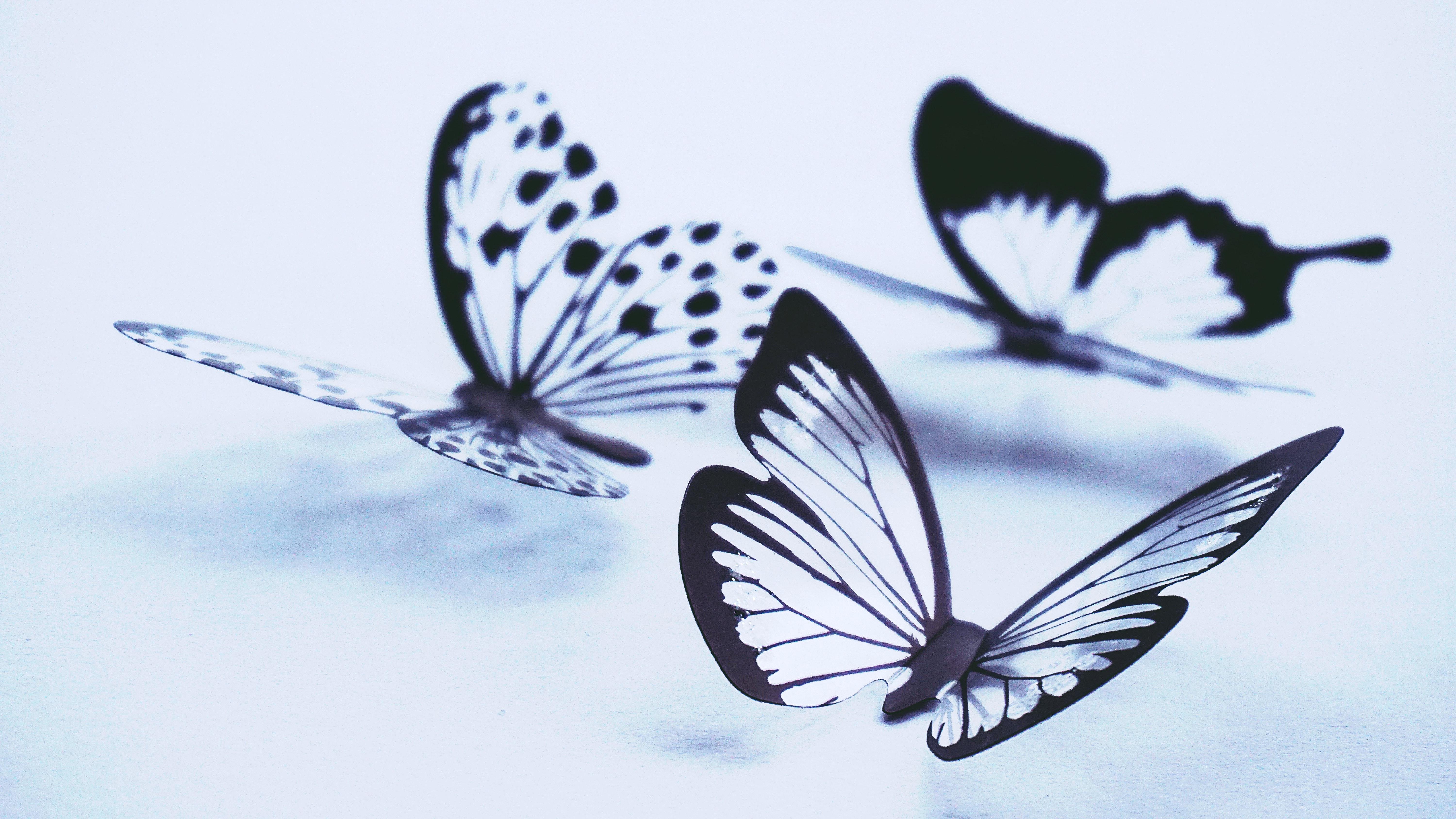 Small Butterflies Wallpapers - Top Free Small Butterflies Backgrounds ...