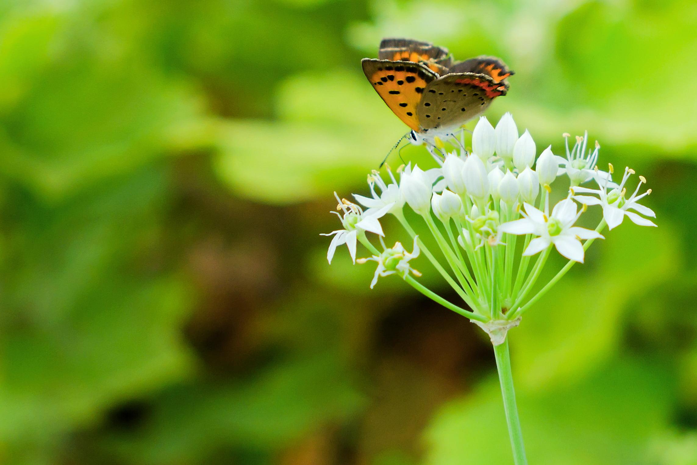 Small Butterflies Wallpapers - Top Free Small Butterflies Backgrounds ...